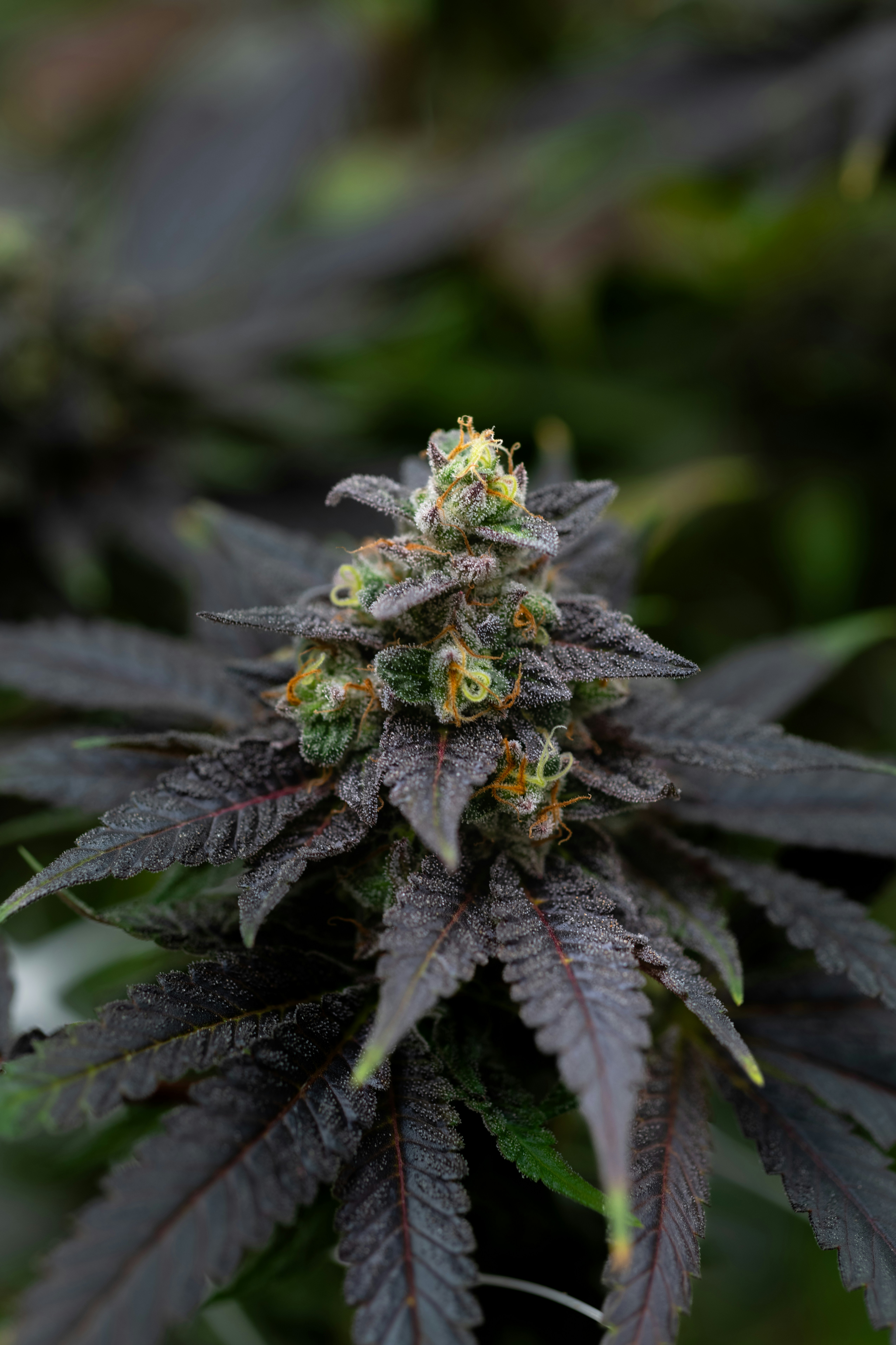 Close-up of a cannabis flower showcasing its vibrant colors and intricate details among dark green leaves.