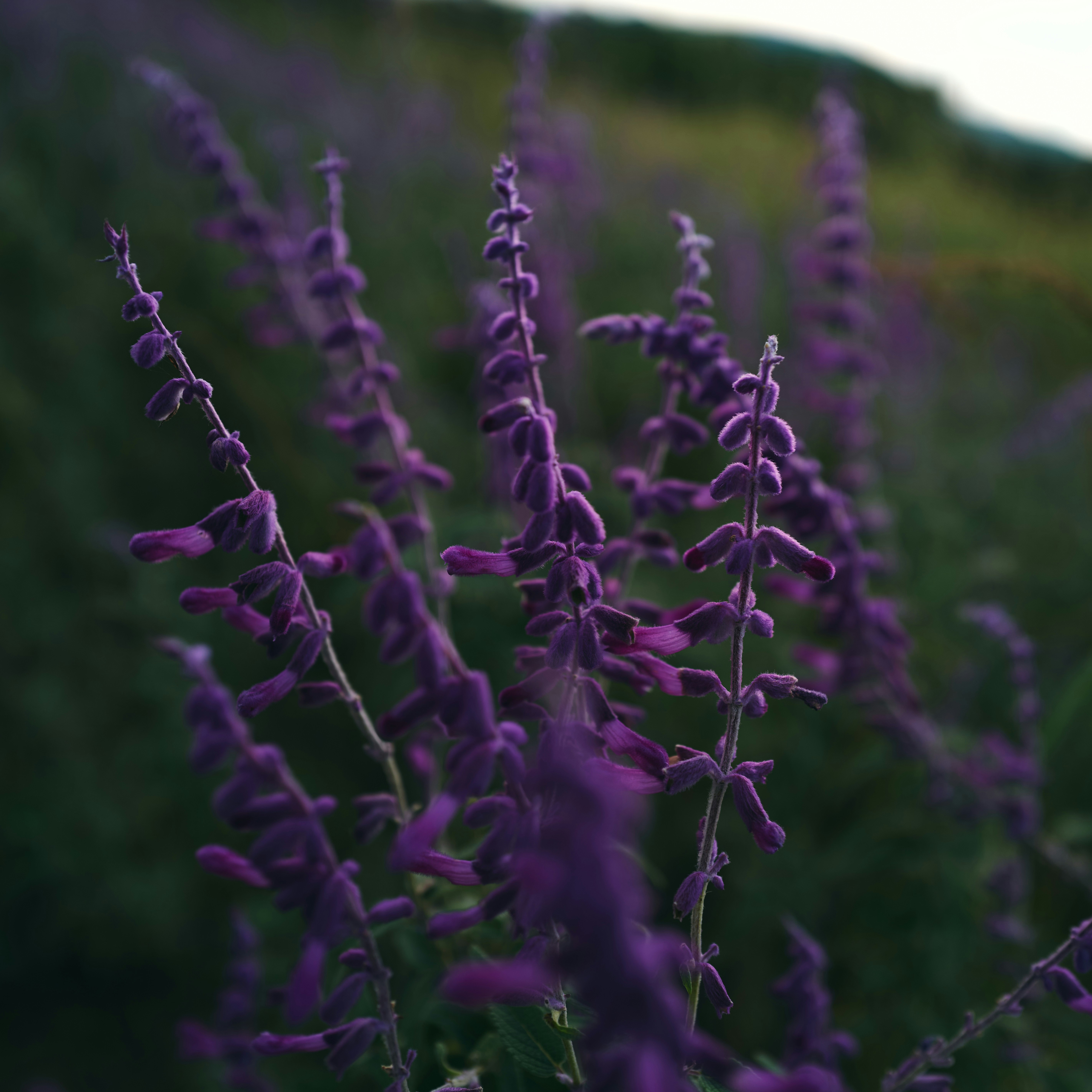 Whispers of Lavender in the Breeze