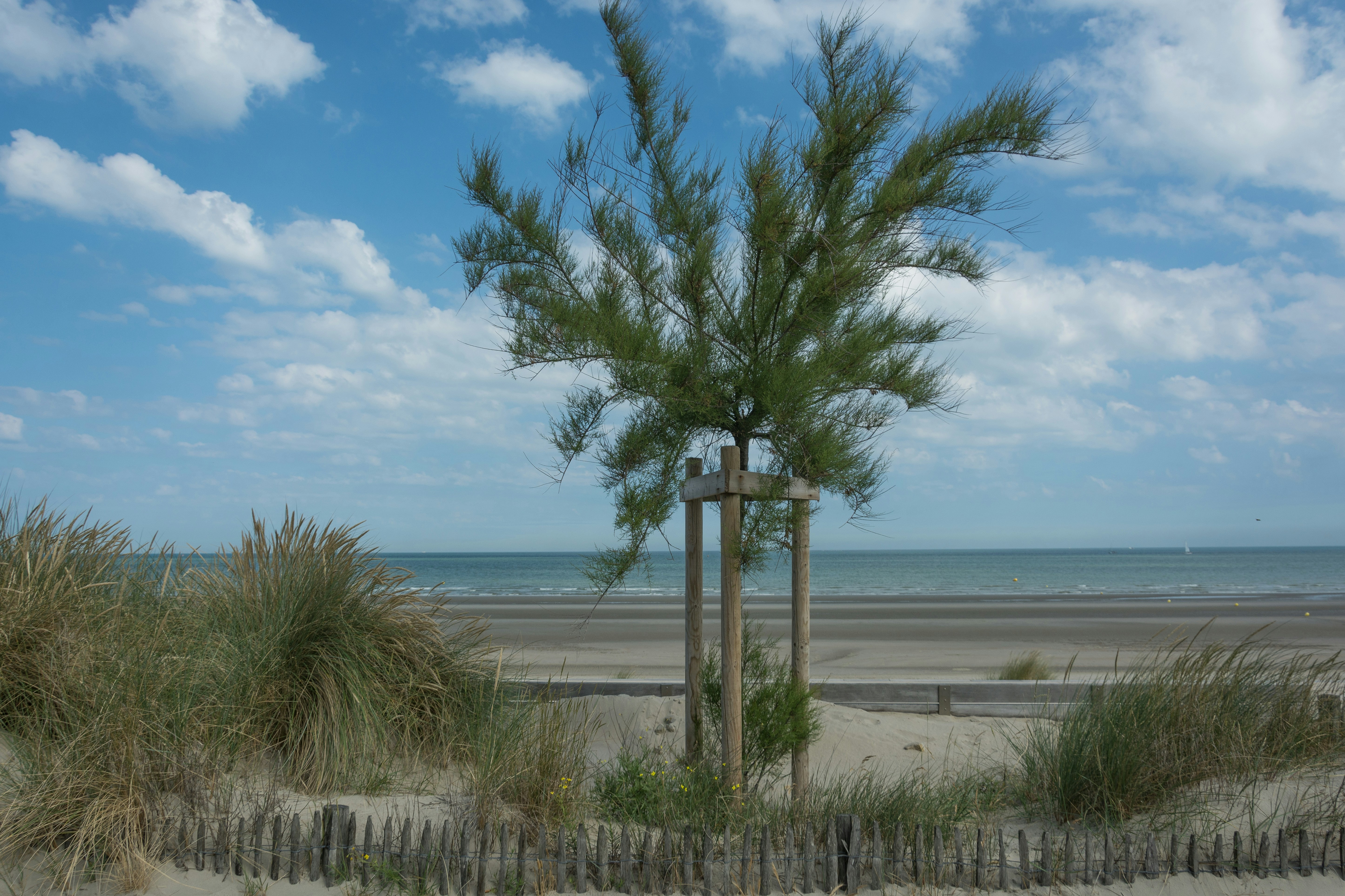 A lone tree stands resilient on a sandy beach, framed by gentle dunes and a tranquil sea under a cloudy sky.