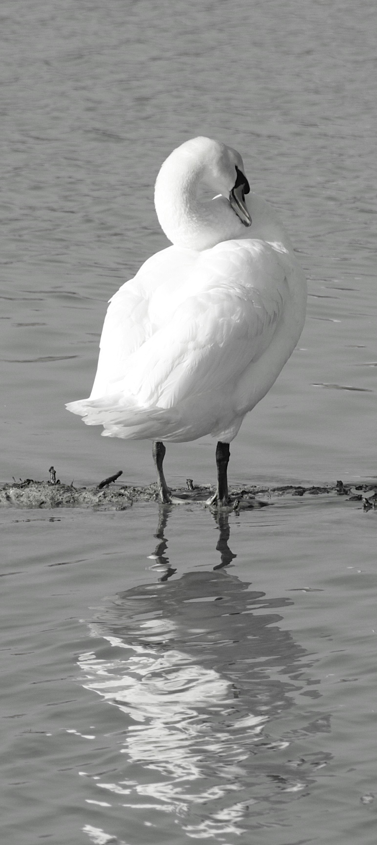 A swan stands in the water, preening itself.