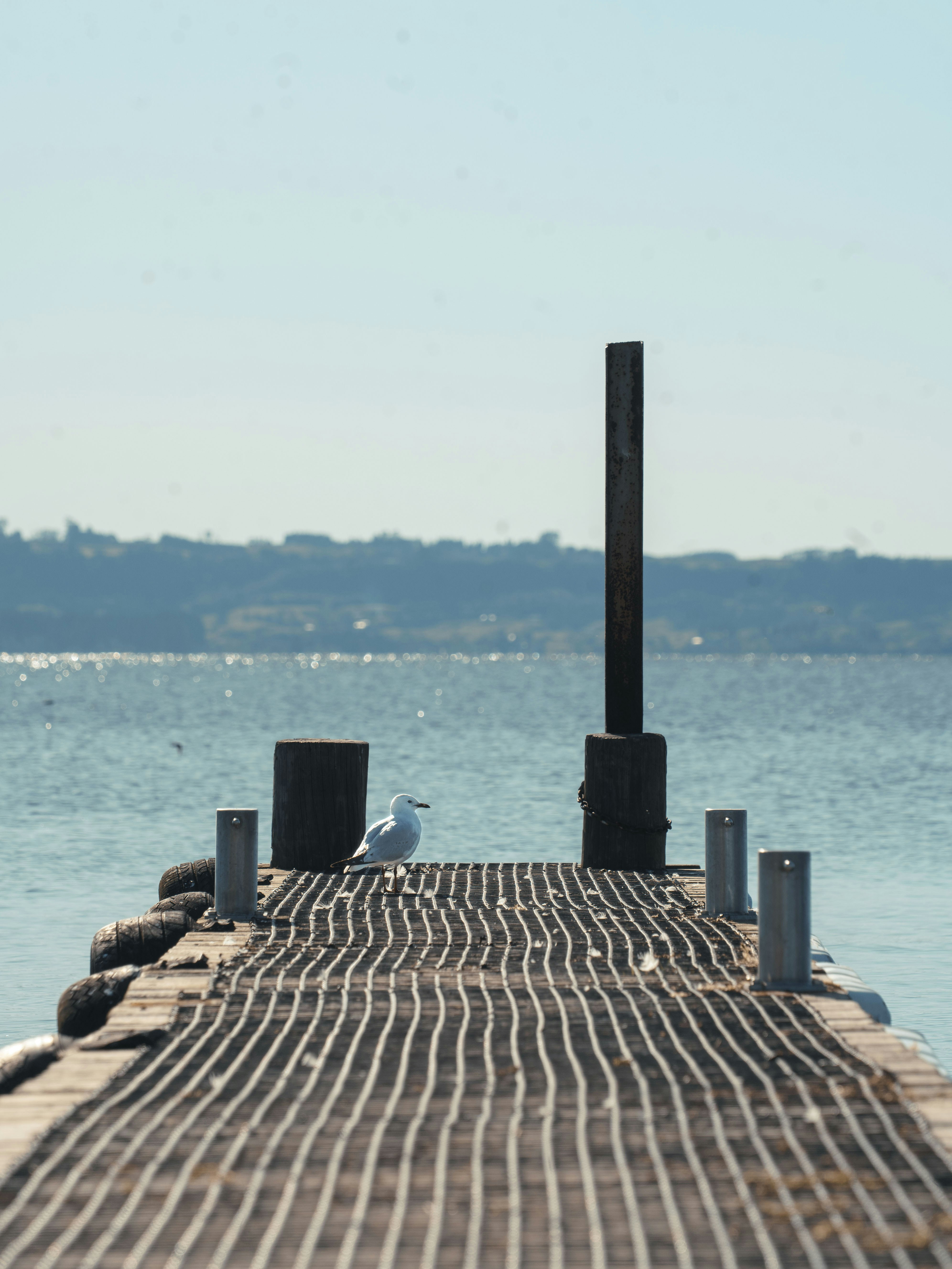 A seagull rests on a pier overlooking the water.