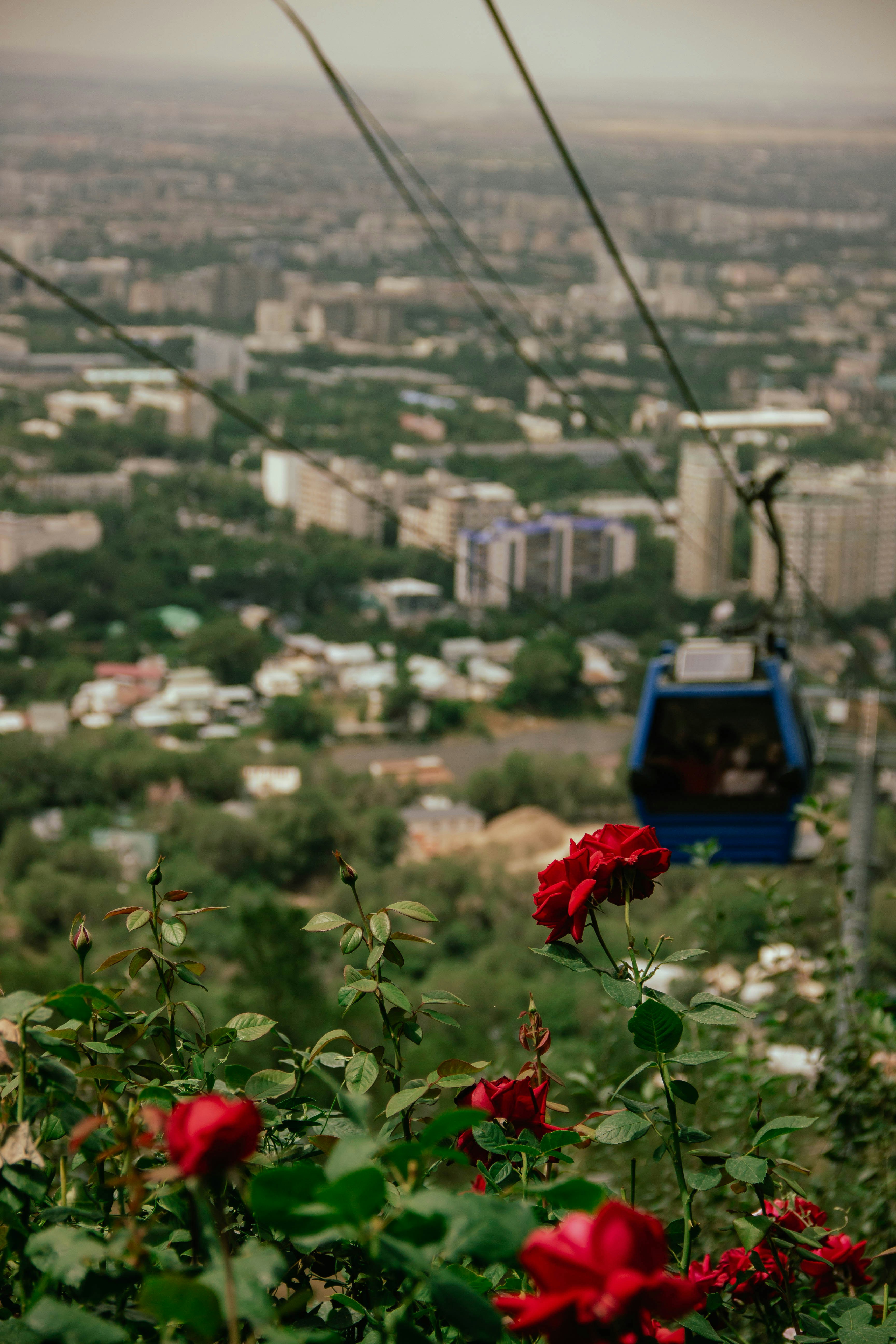 Urban Serenity: A Floral Perspective
