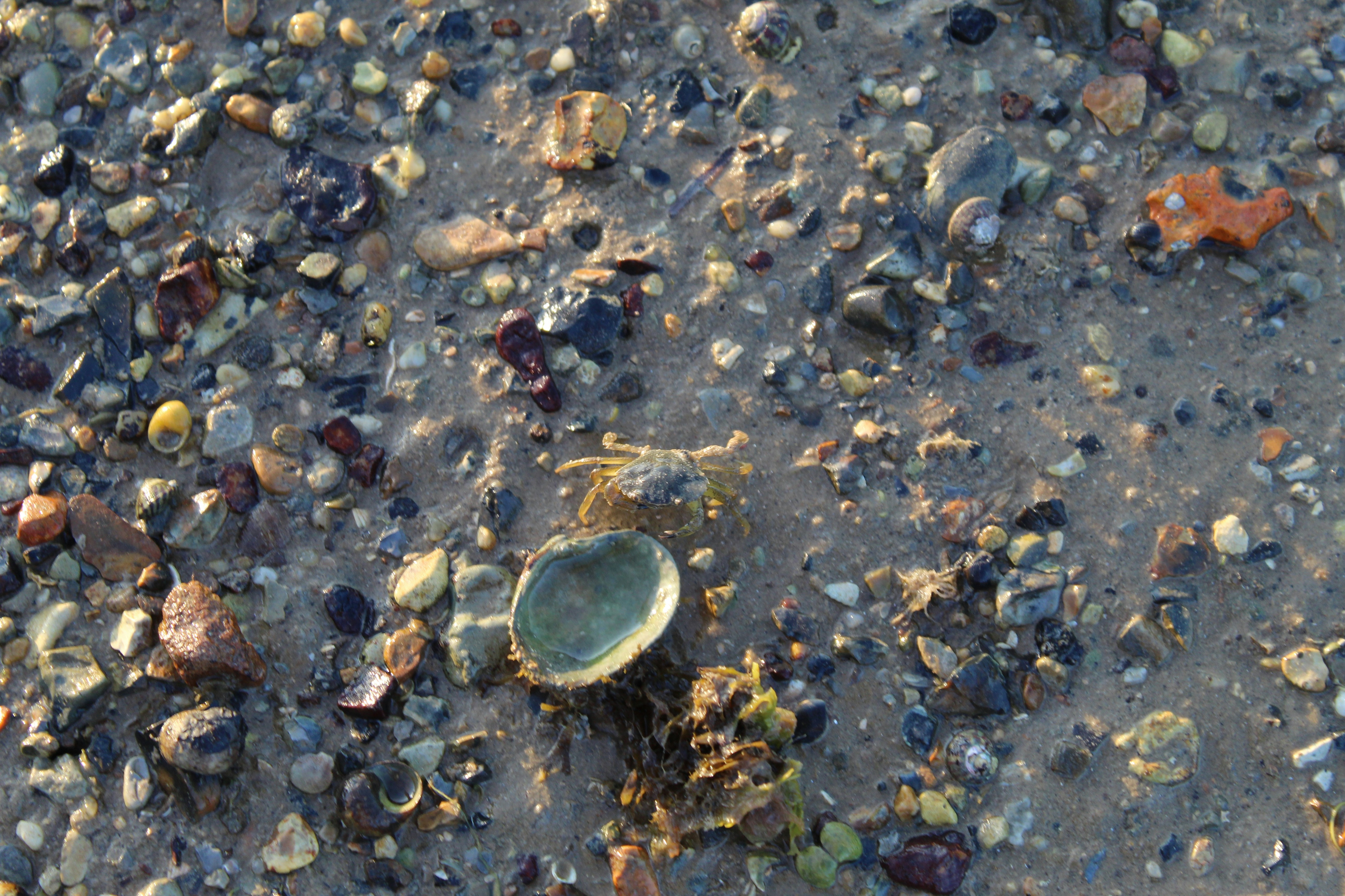 Nature's Mosaic: The Hidden Gems of the Shoreline