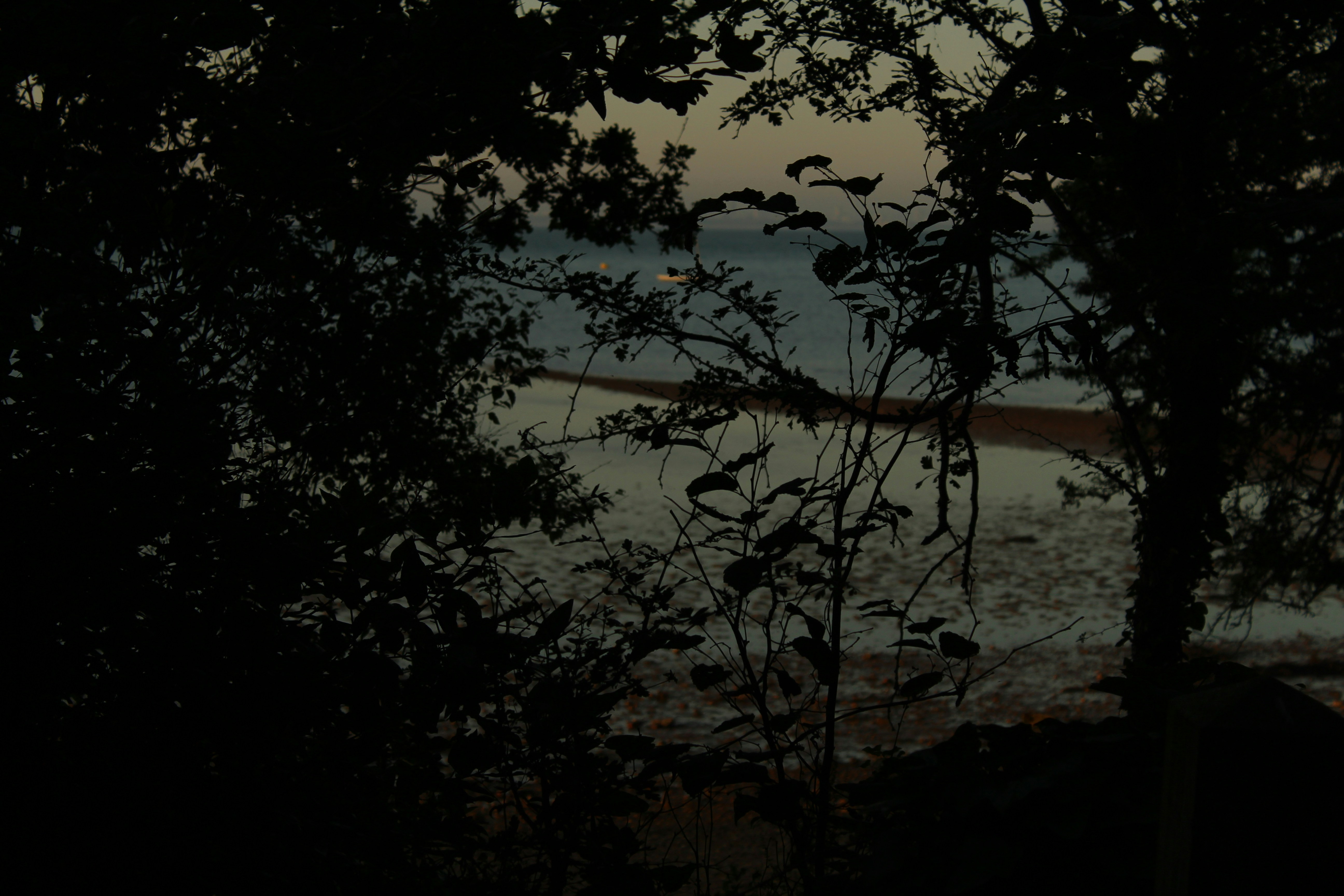 Silhouette of foliage framing a tranquil water scene at dusk, hinting at nature's serene beauty.