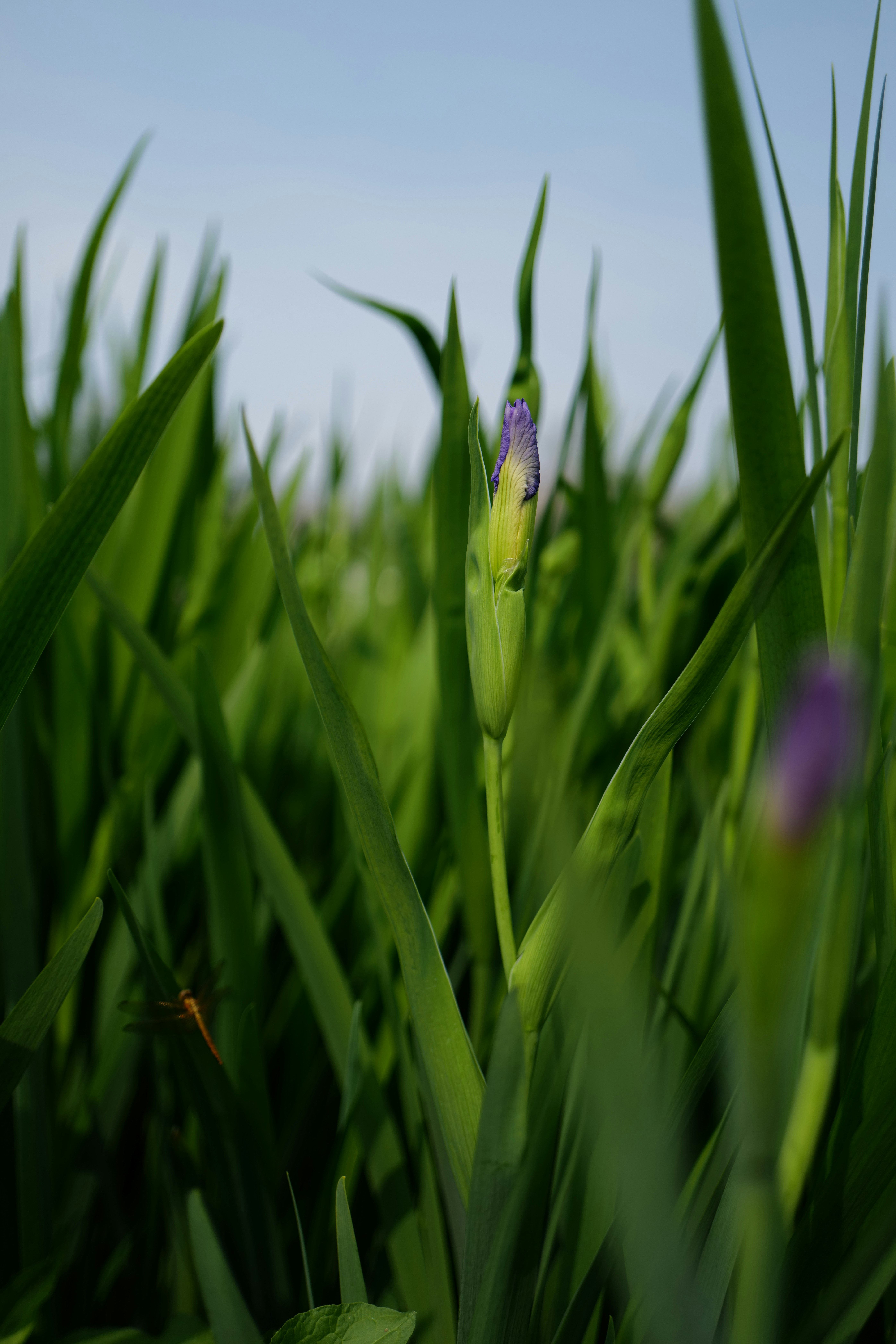 A close-up of an iris bud surrounded by lush green foliage, poised to bloom under a clear sky.
