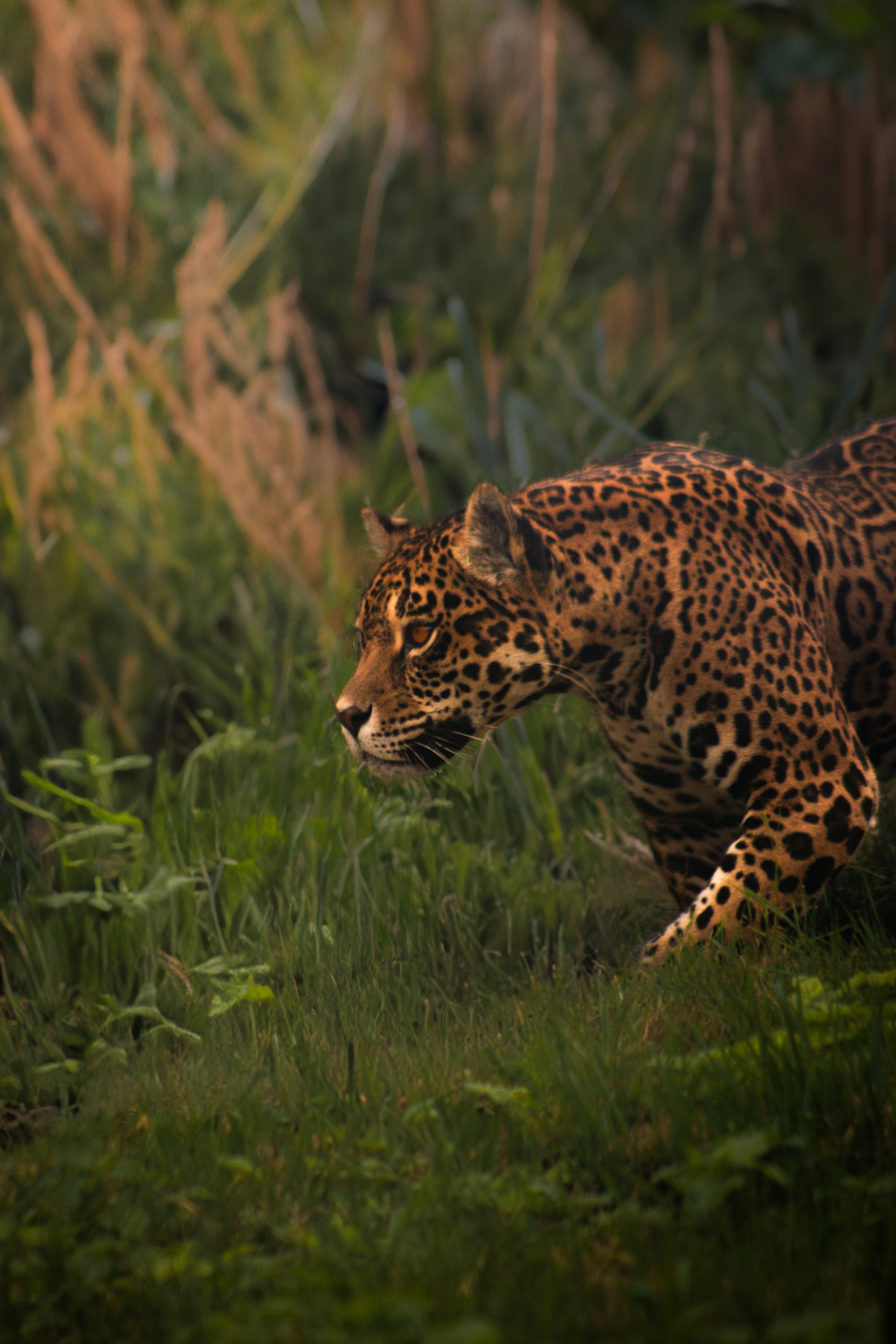 A jaguar stalks through lush green foliage.