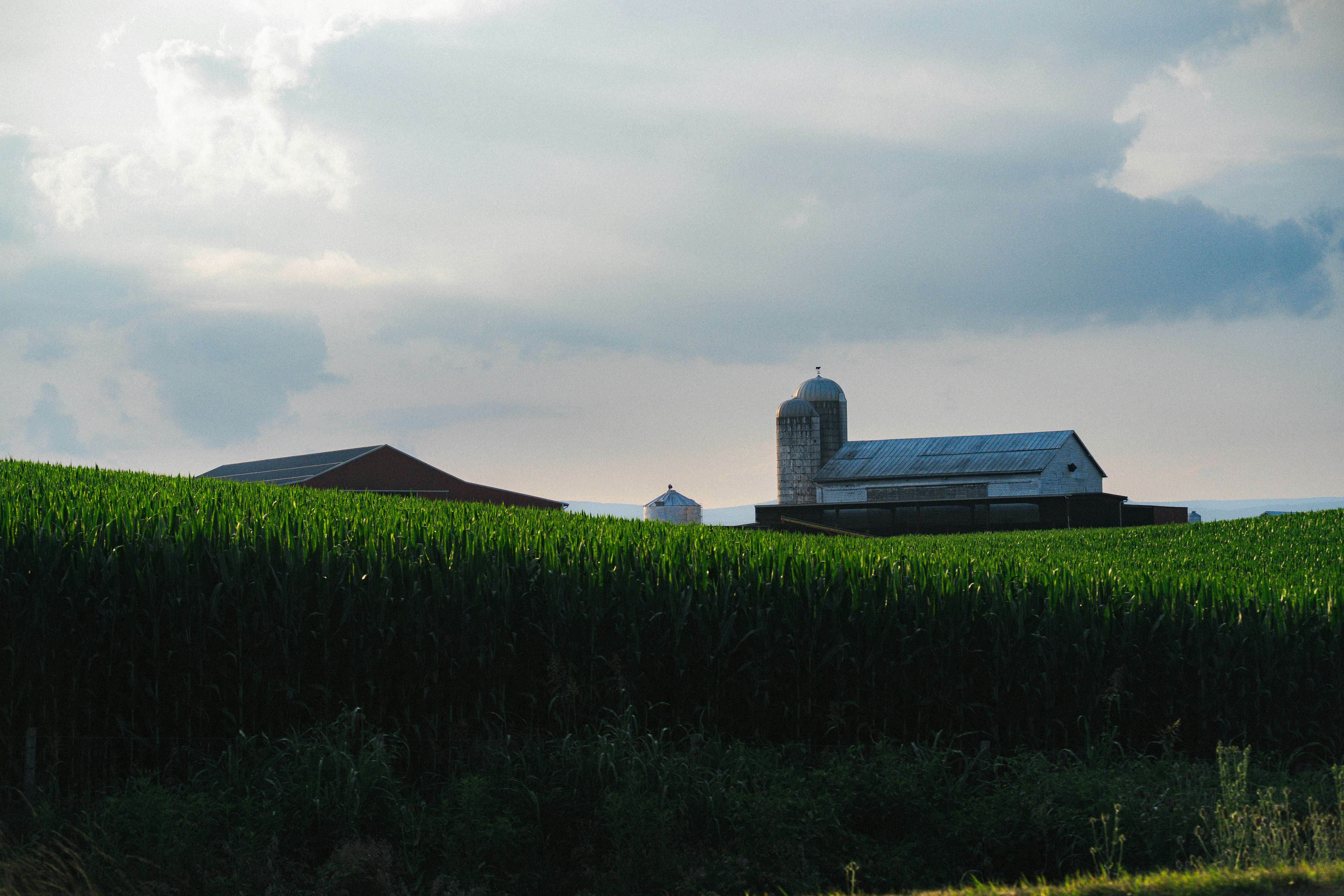 A tranquil farm scene with a silo and barn nestled among lush green cornfields under a cloudy sky.