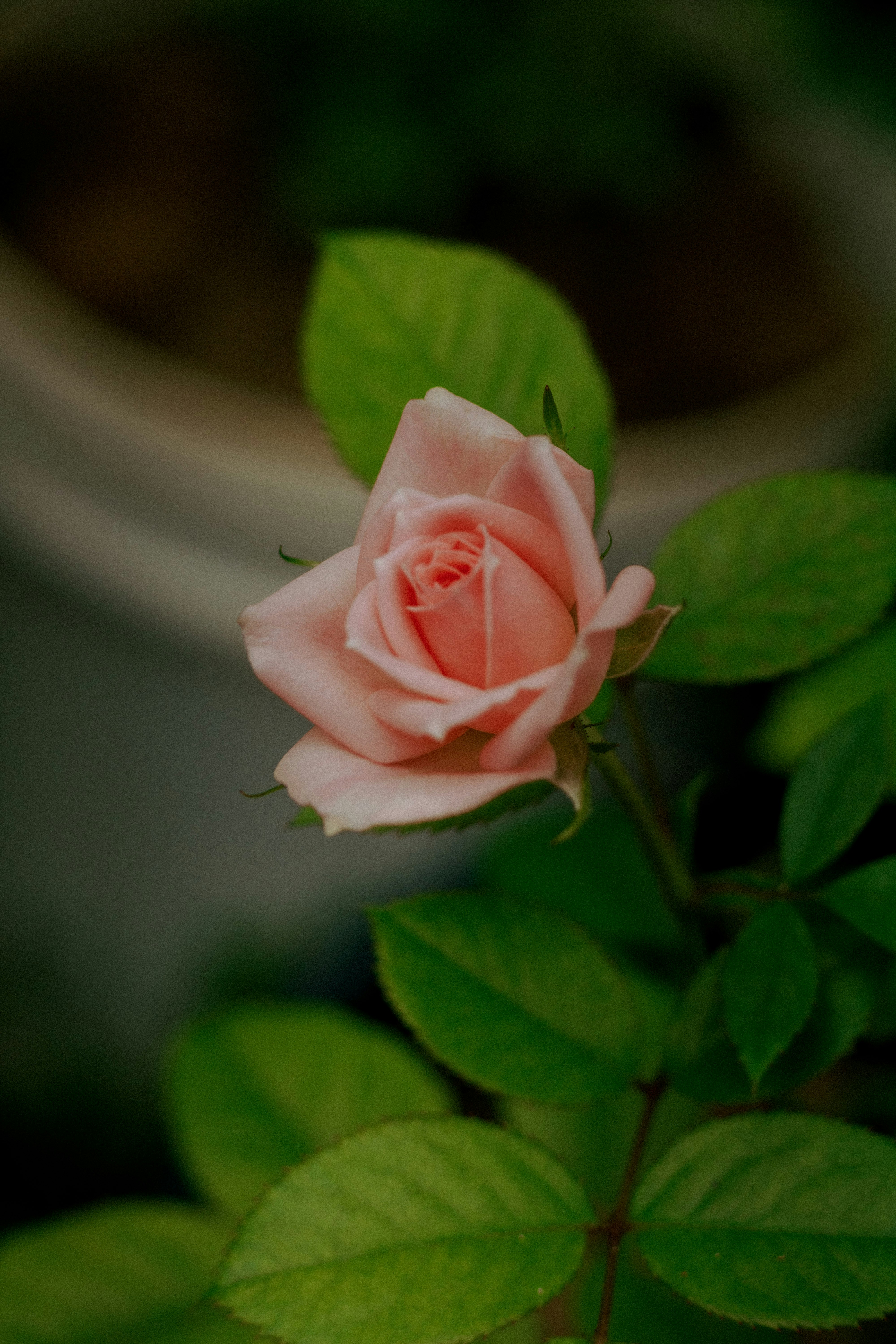 Delicate pink rose surrounded by lush green leaves, set against a softly blurred background. 