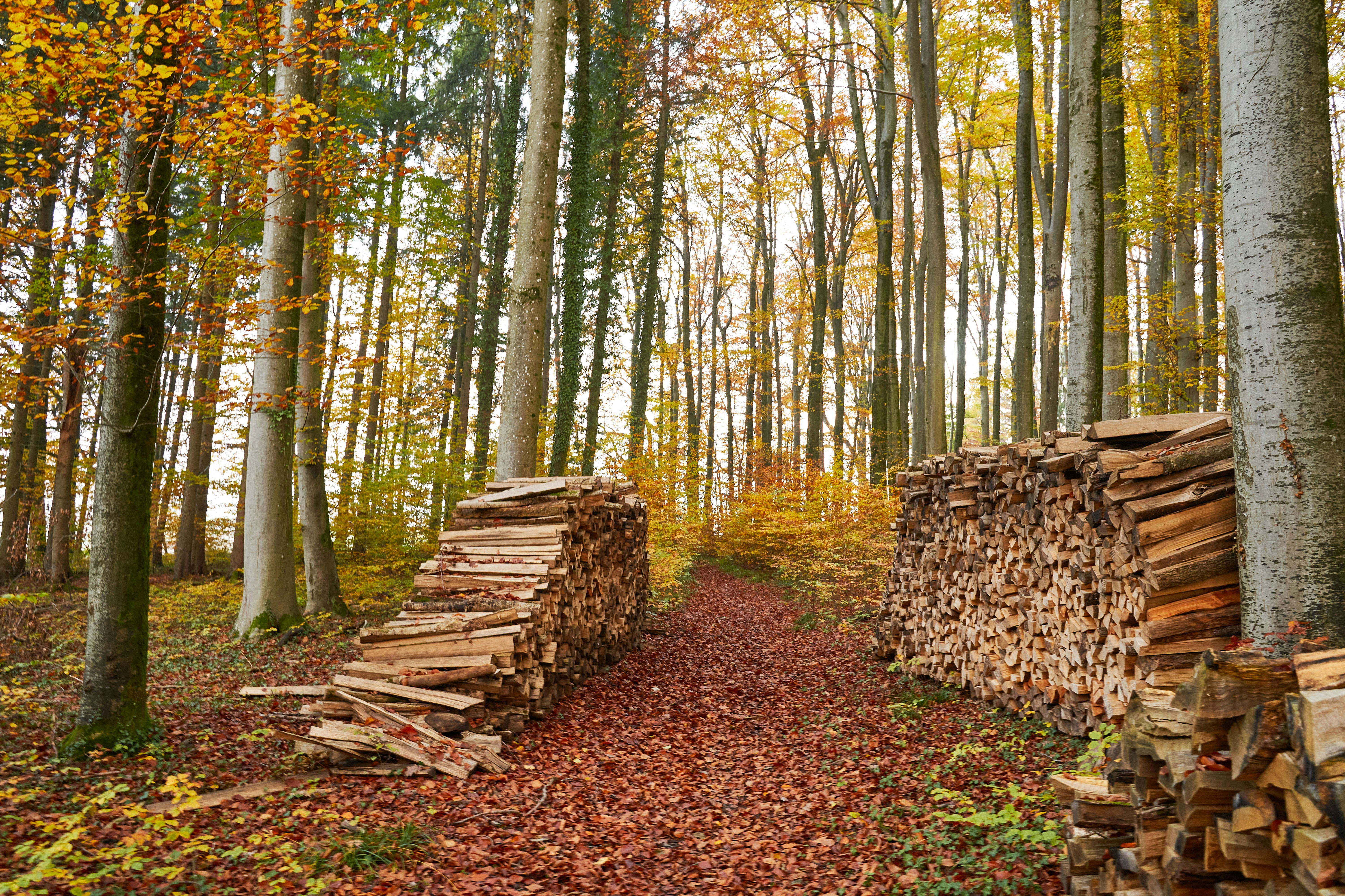 Autumn Aisle: Stacked Firewood and Quiet Path Through Maple Dawn