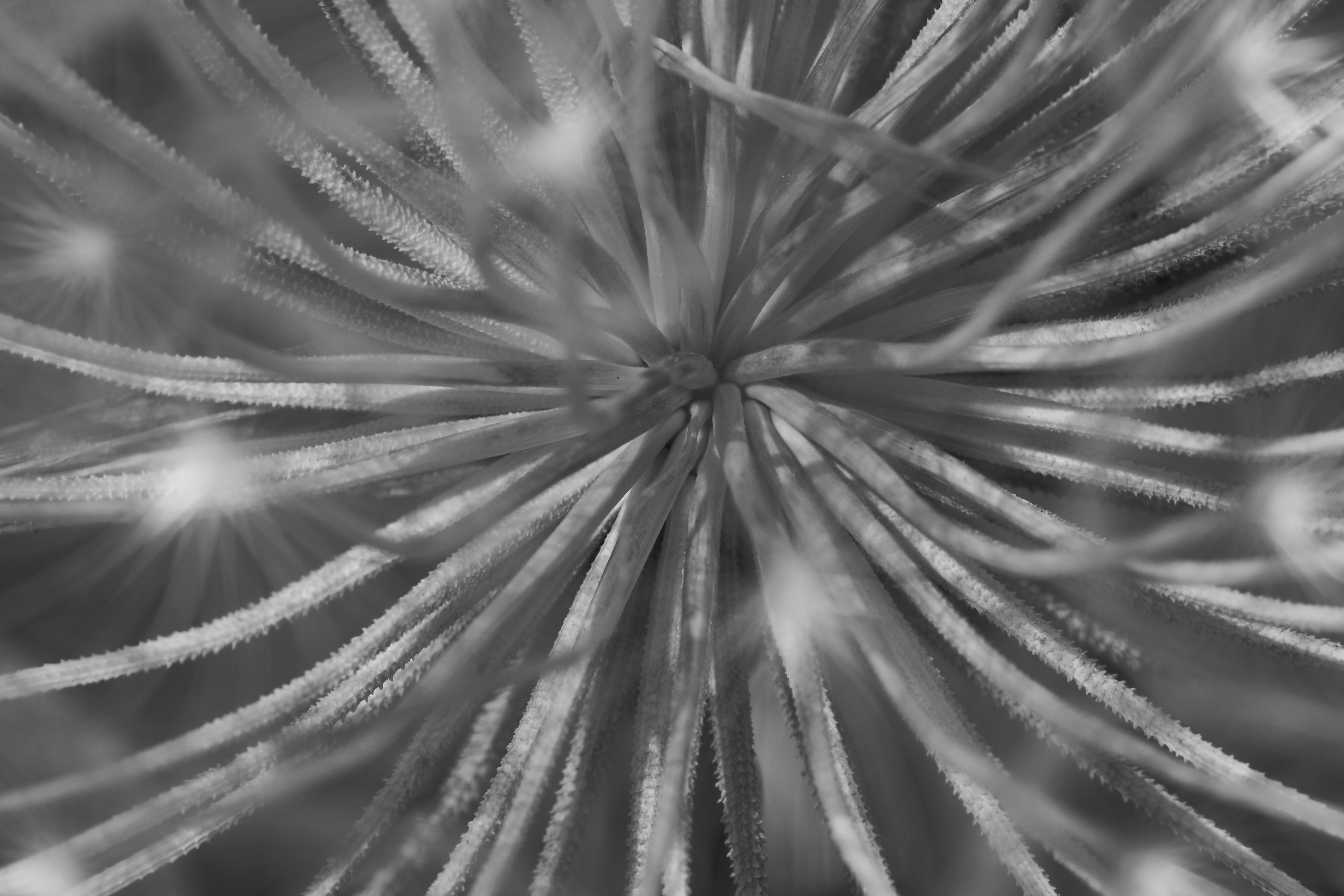 A macro view of a dandelion seed head.