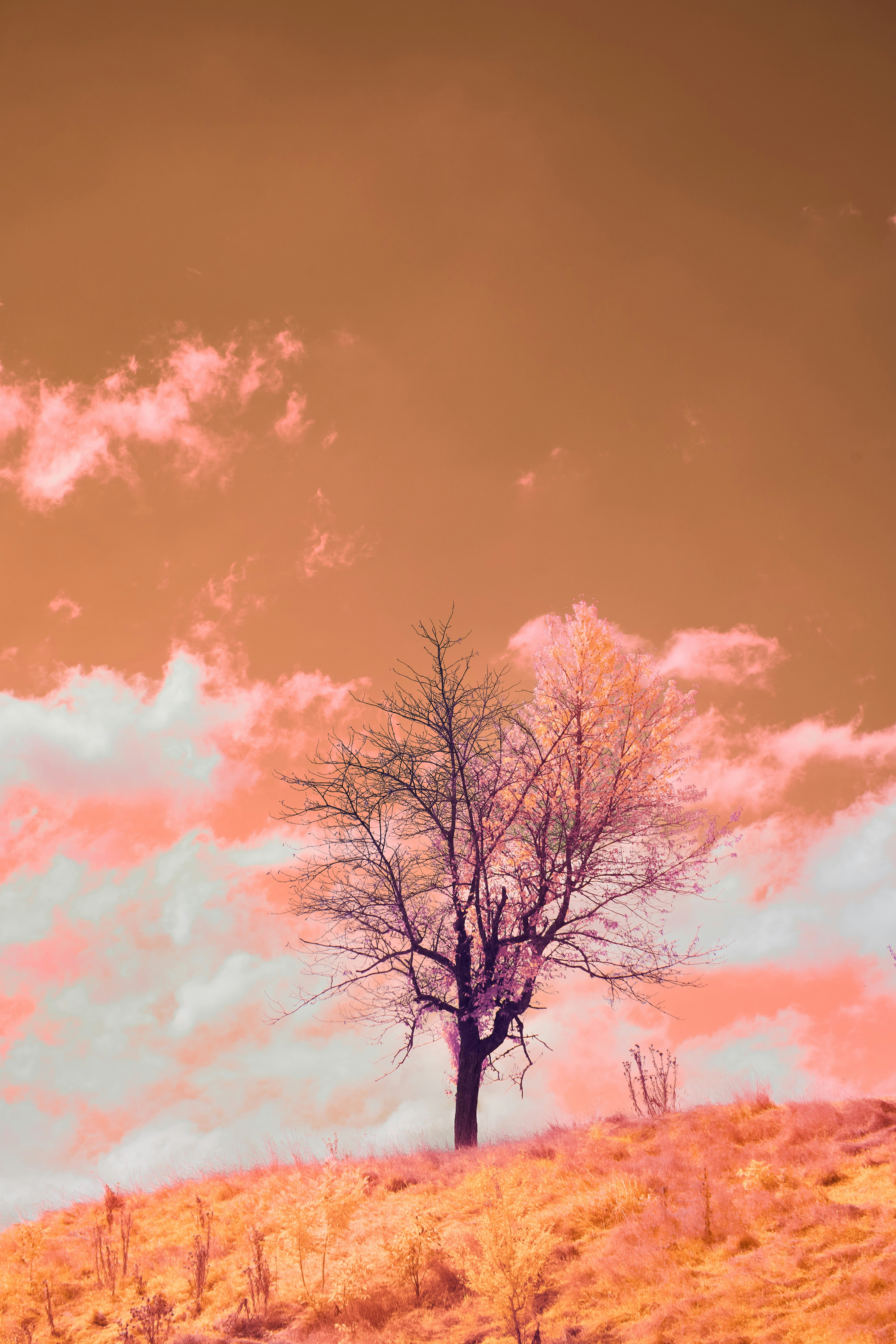 A lone tree stands under a colorful sky.