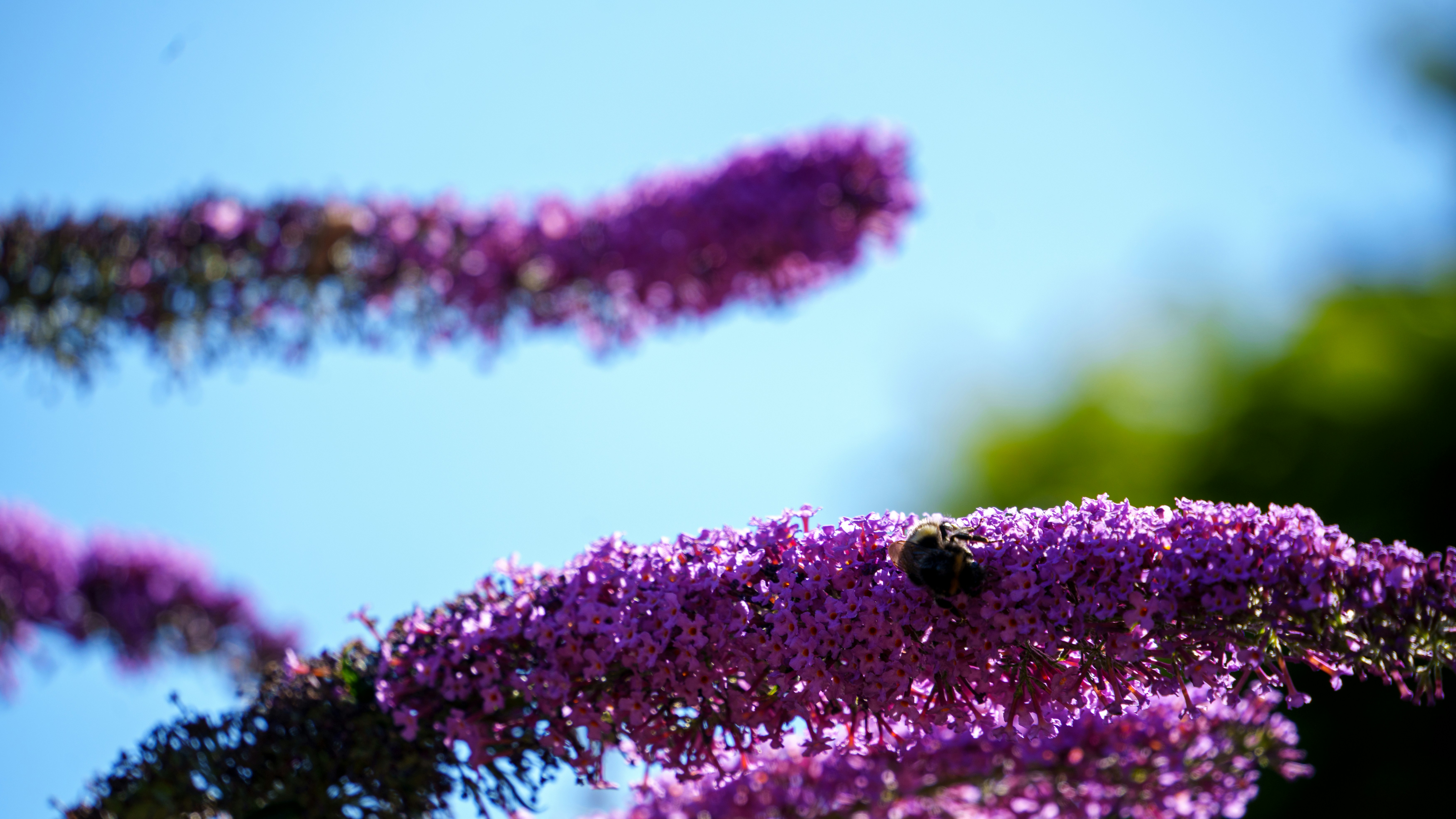 A bee resting on vibrant purple flowers against a clear blue sky, highlighting the beauty of nature in full bloom.