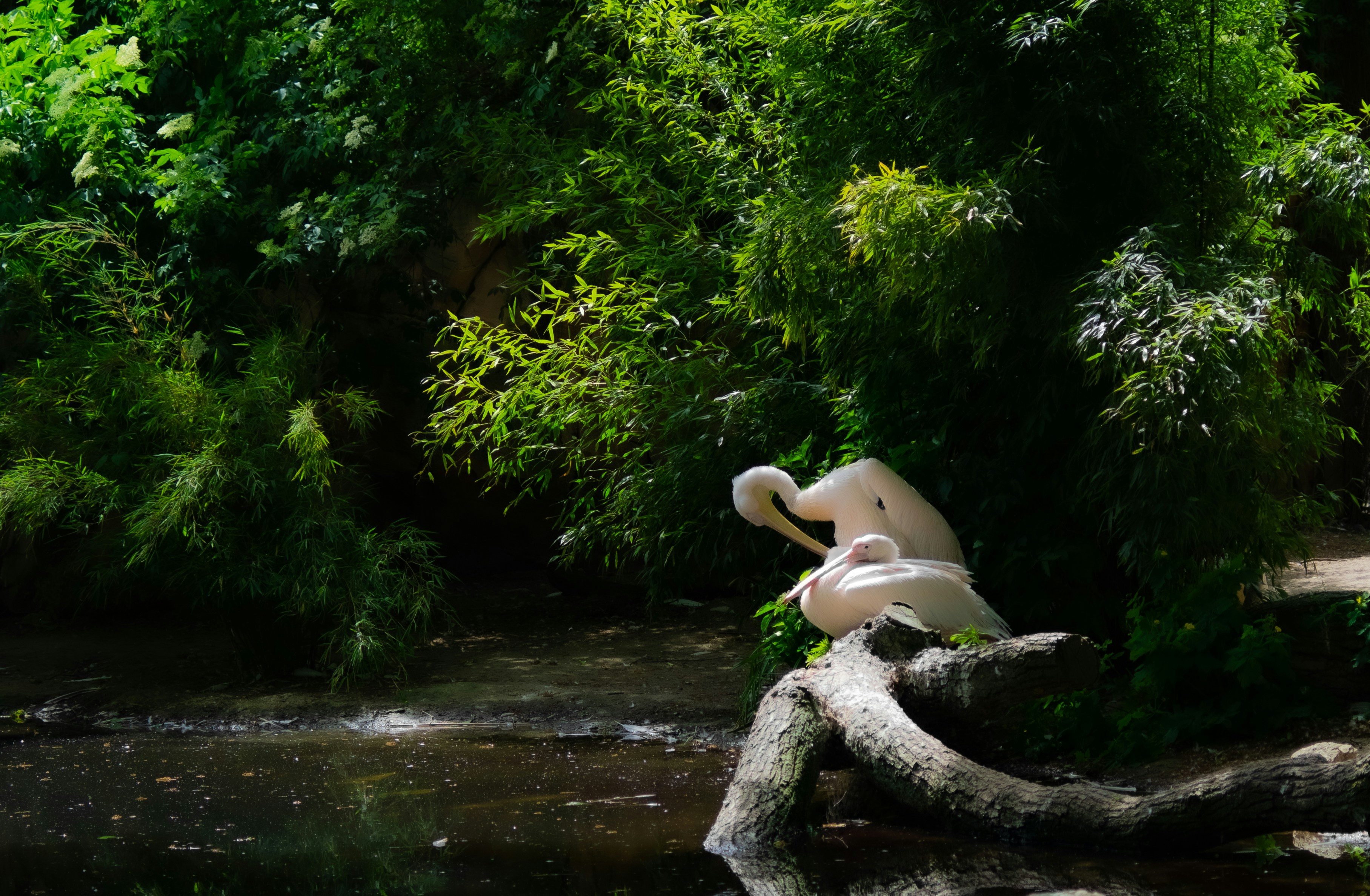 Fawn-like Swan Perch: Quiet Bankside of the River