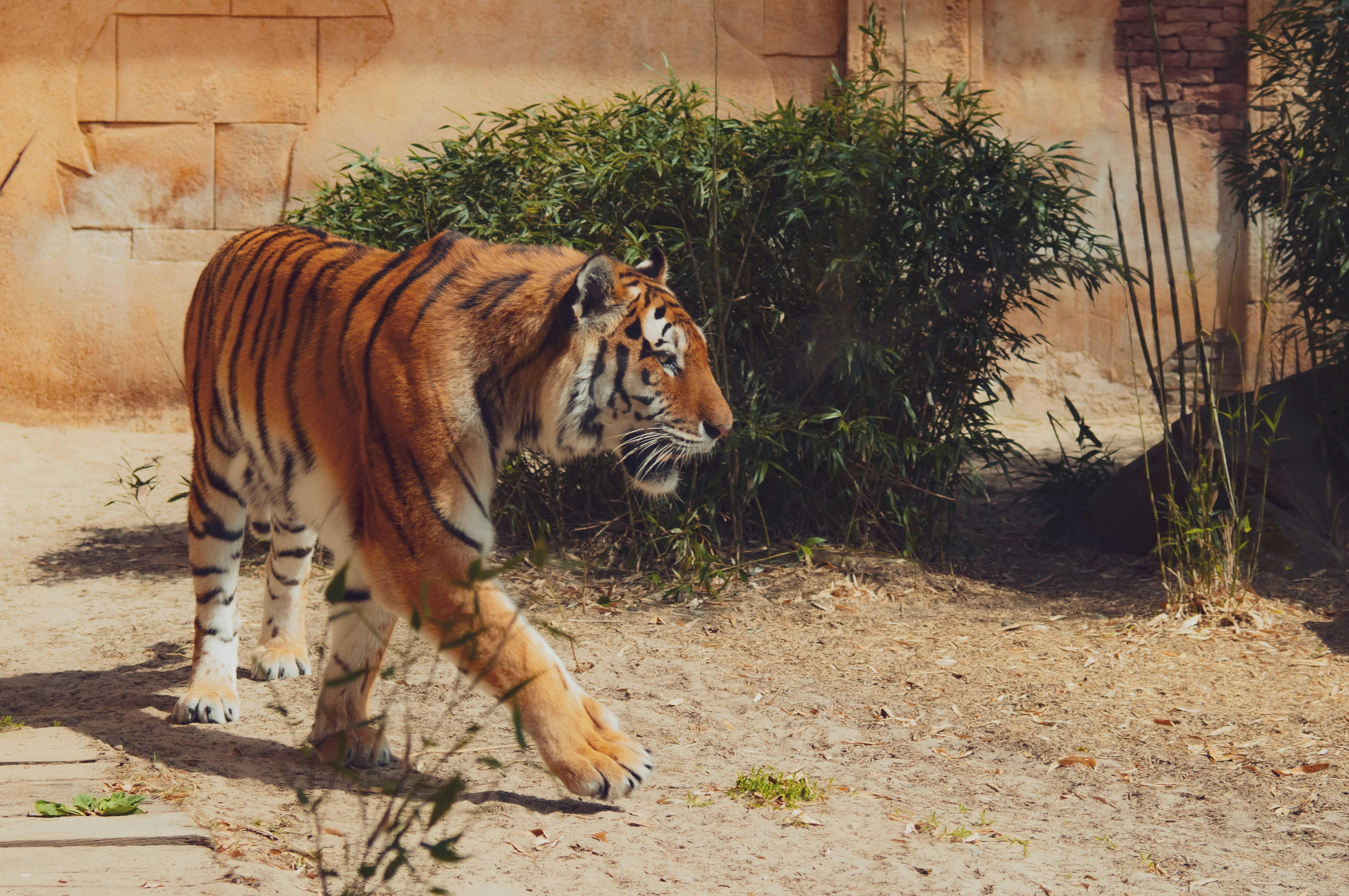 A tiger walks through its enclosure.
