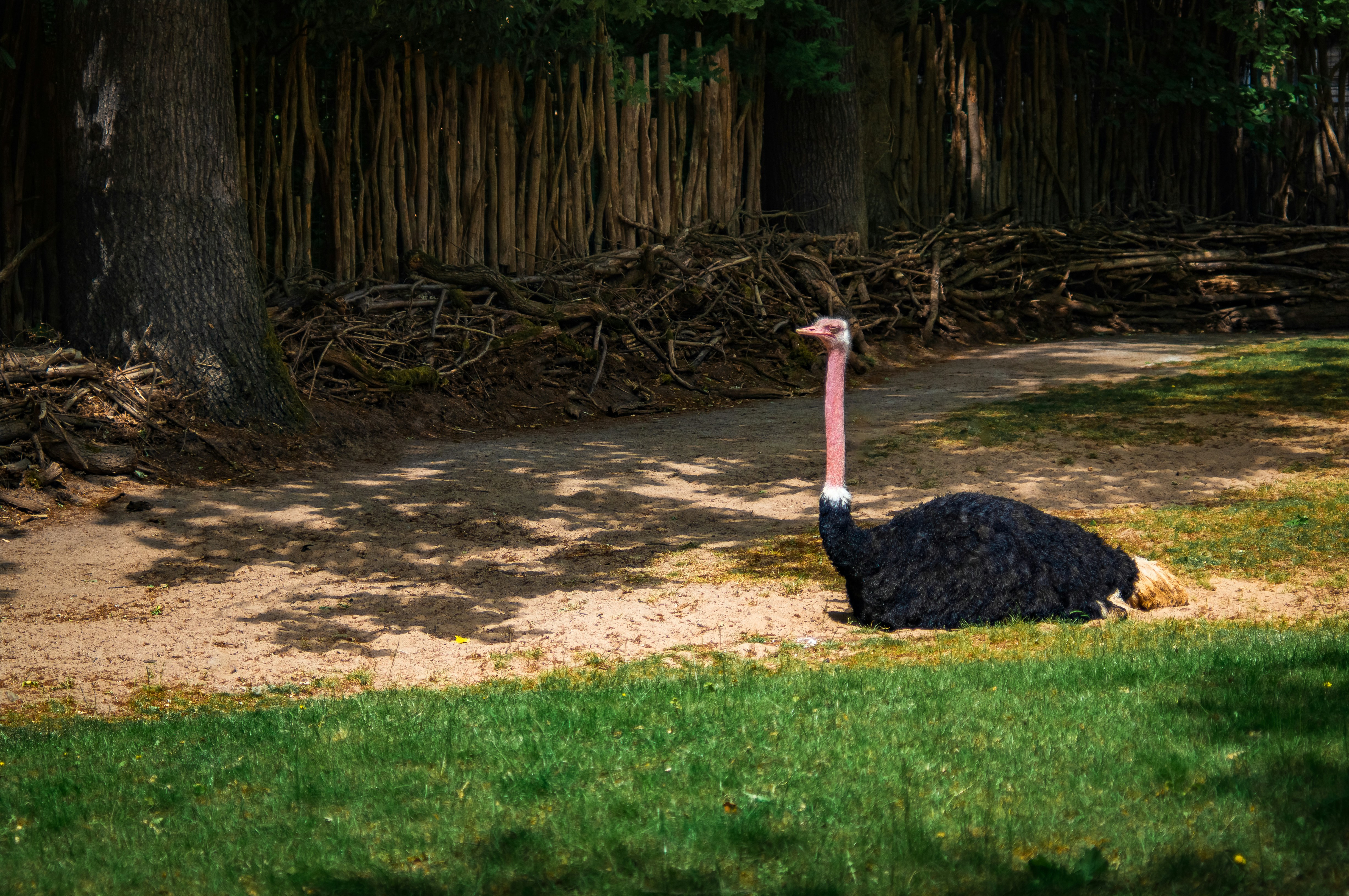 An ostrich rests on the ground in a sunlit clearing, surrounded by lush grass and a rustic wooden backdrop.