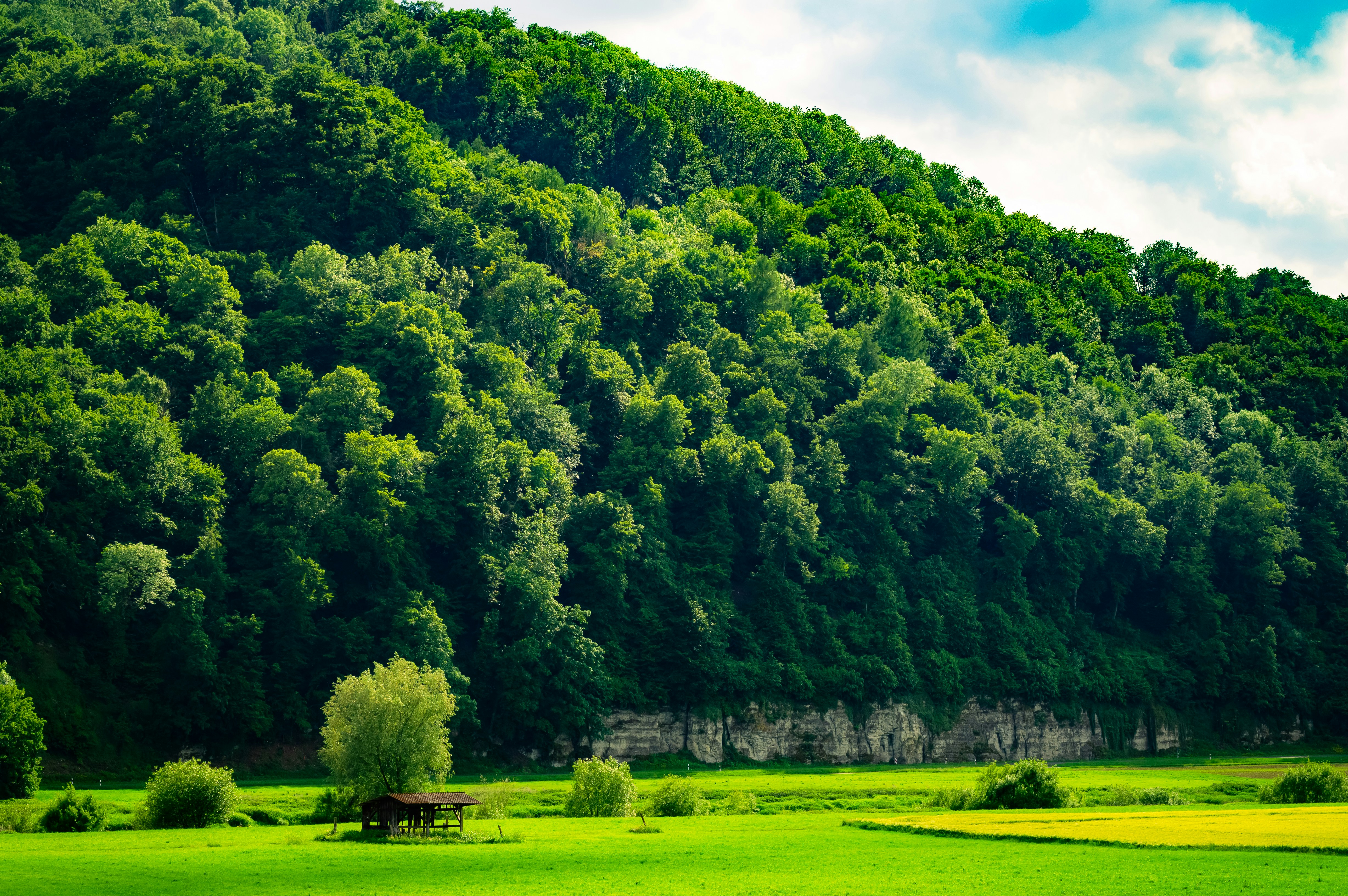 A lush, green forest covers a sloping hill. photo – Free Forest Image ...