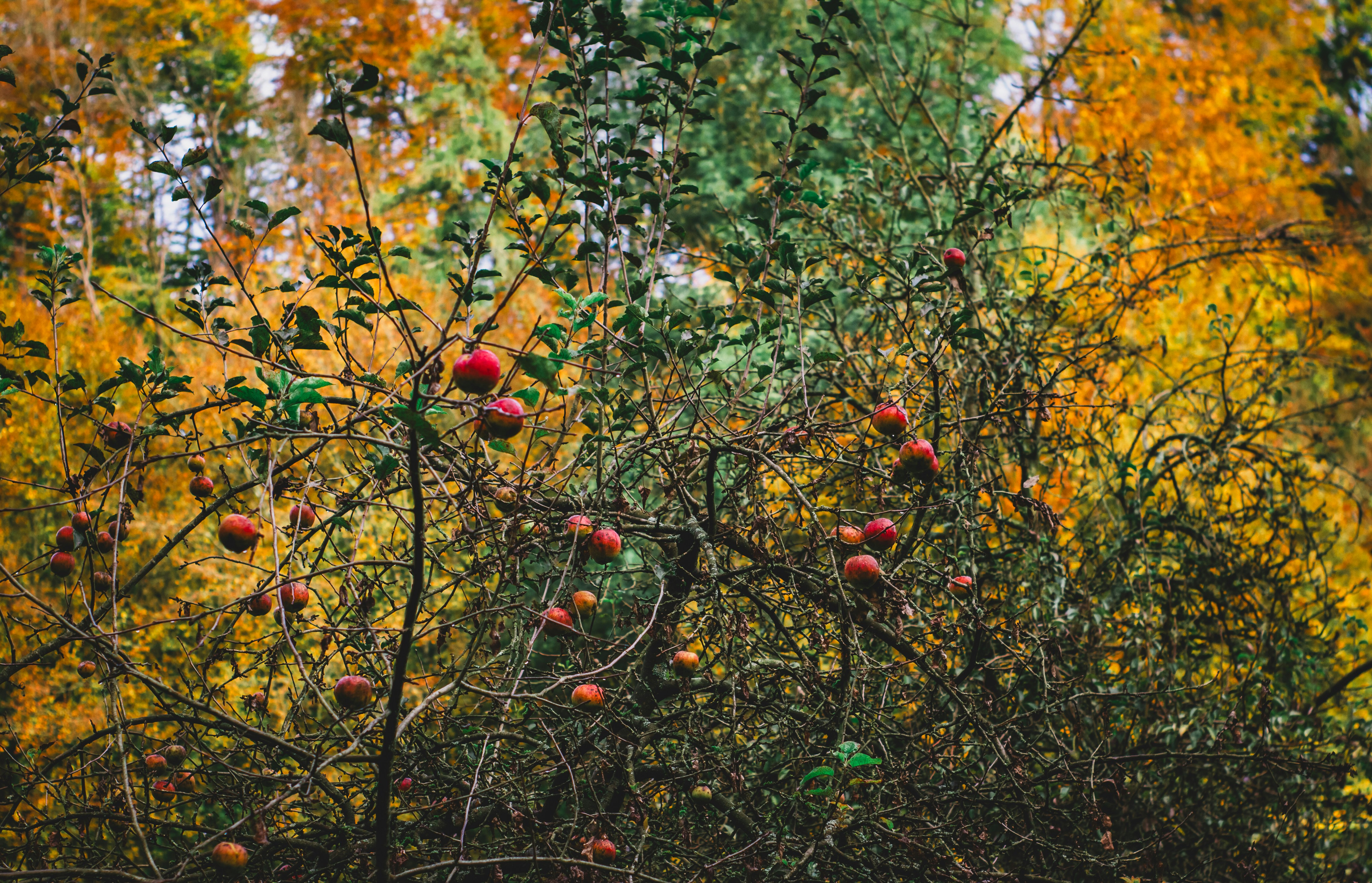 Autumn's Orchard: A Hidden Harvest