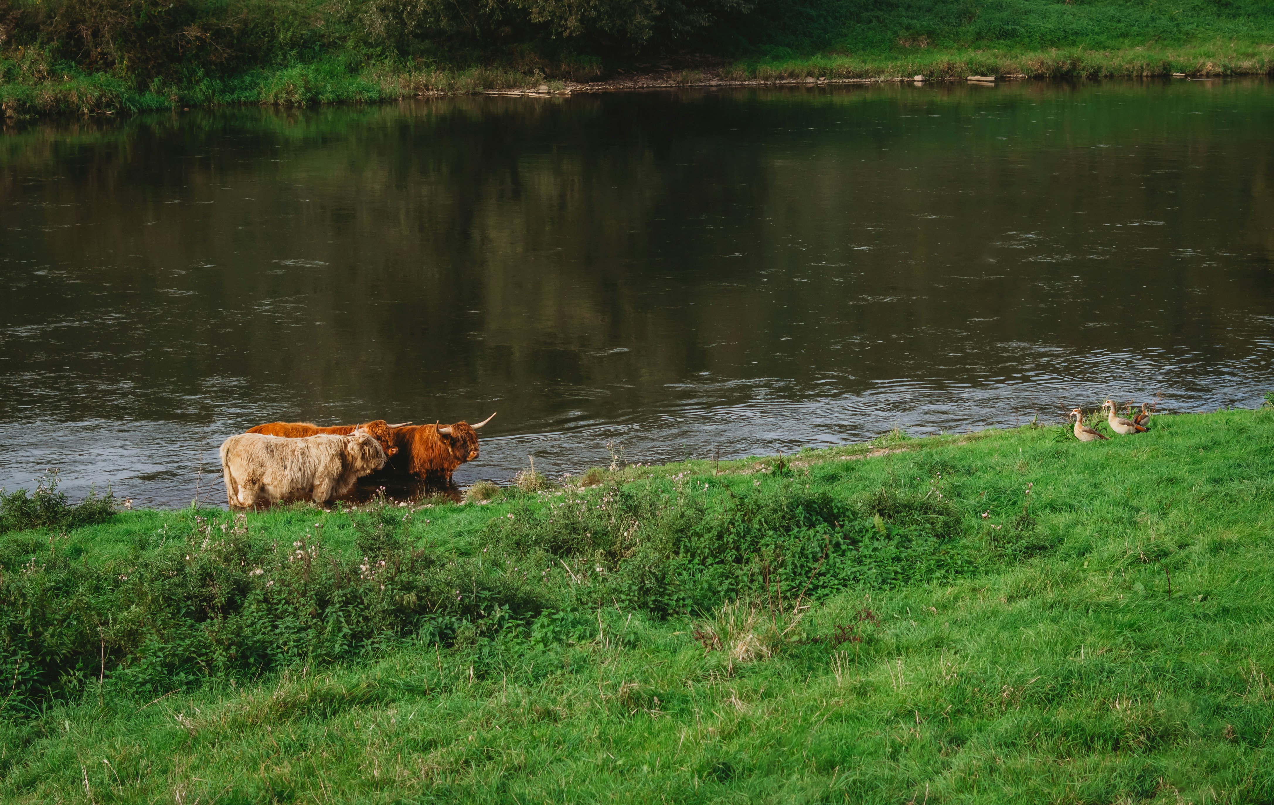 Riverbank Rendezvous: Cattle Rest Along the Quiet Bend