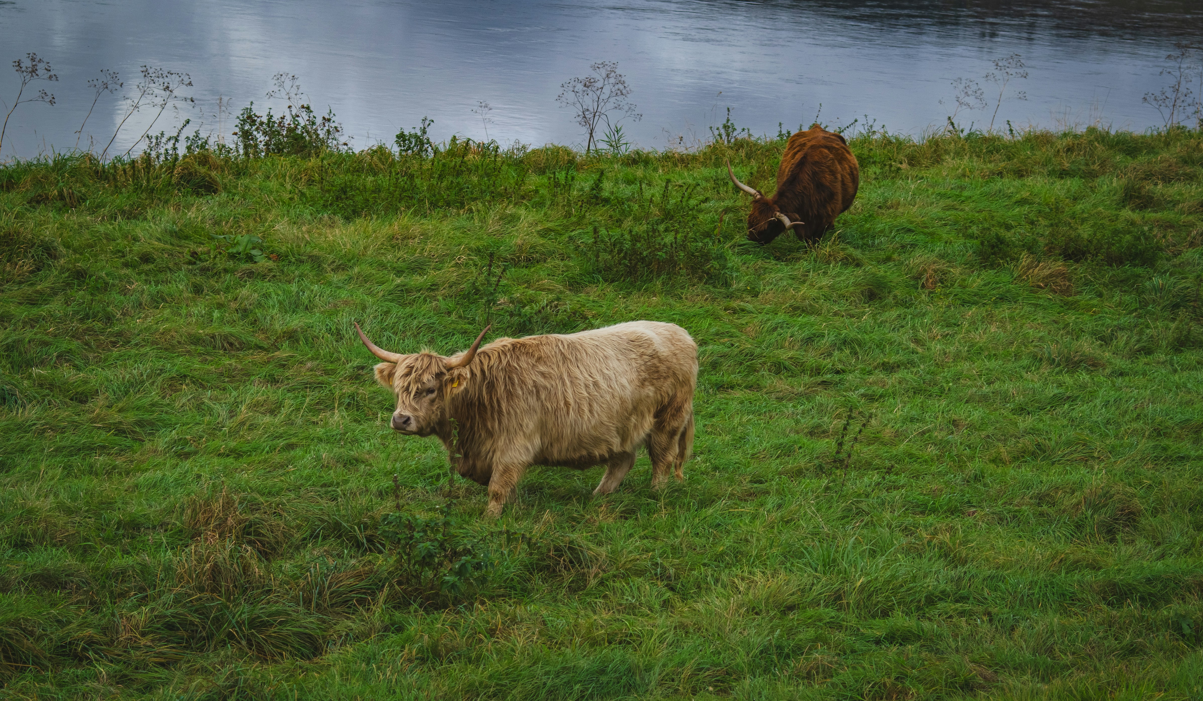 Two Highland cattle grazing peacefully beside a tranquil body of water, showcasing the serene beauty of rural life.
