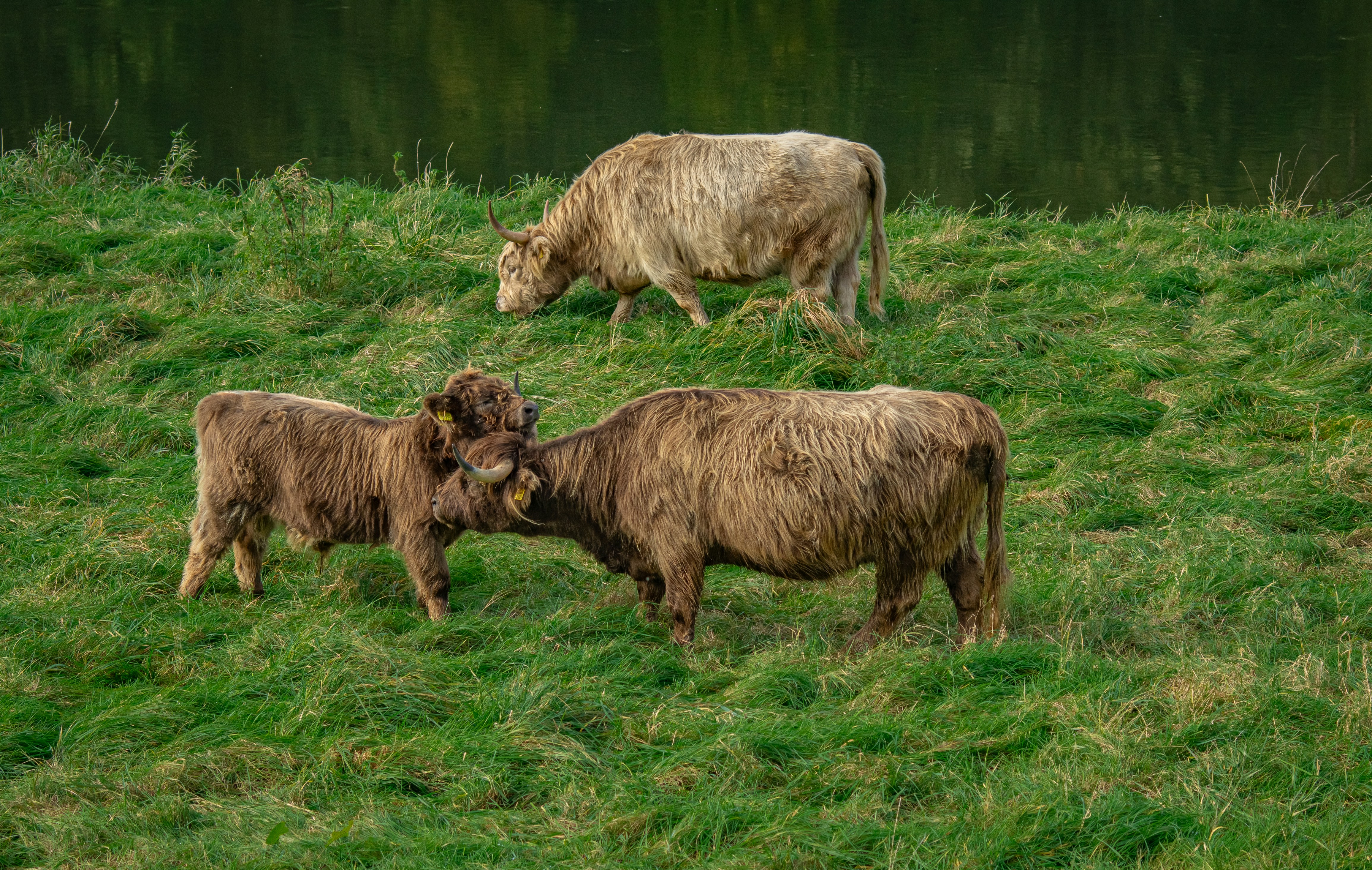 Harmony in Pasture: A Highland Gathering