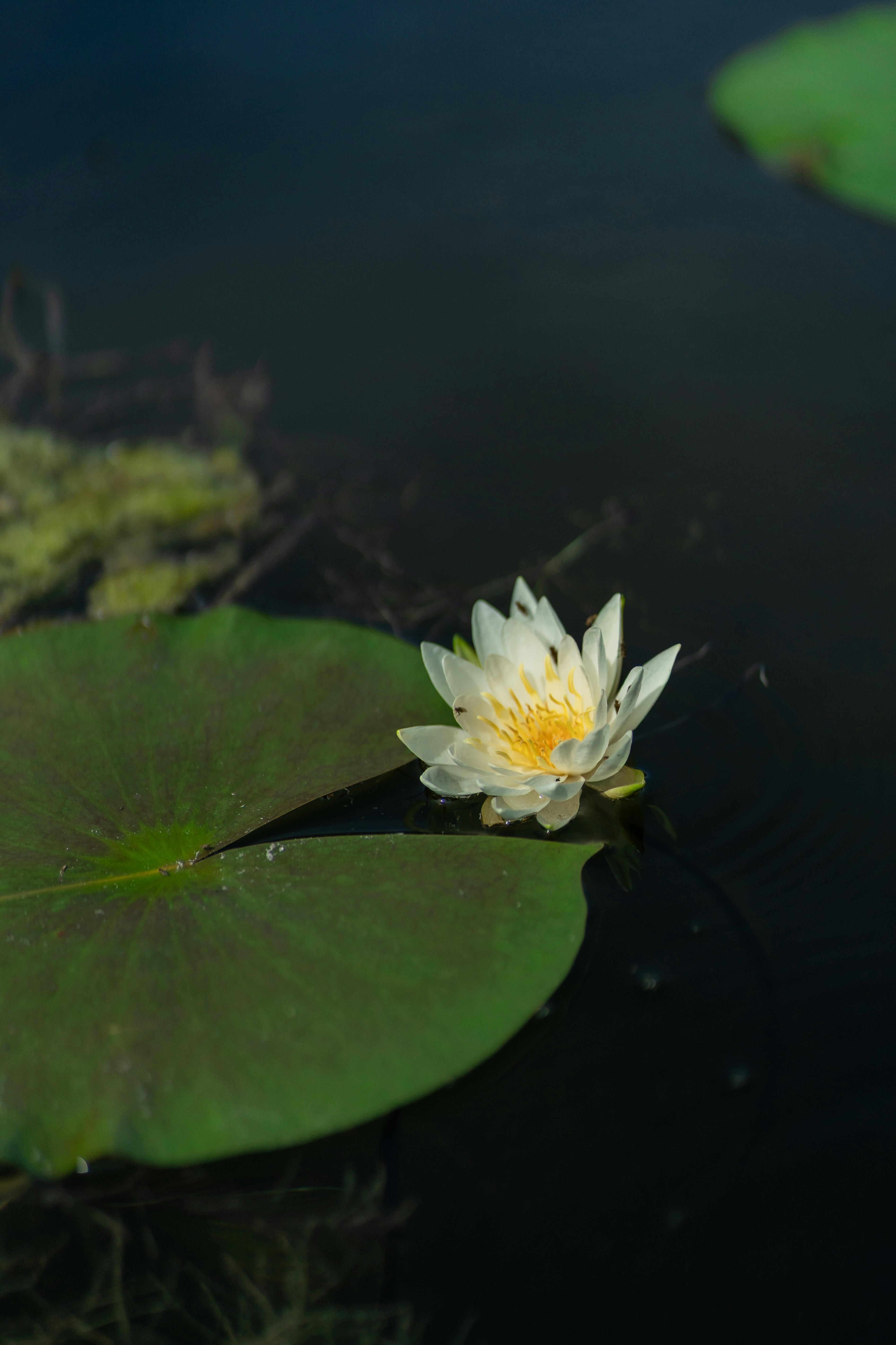 White water lily blooming gracefully atop a large green lily pad in a tranquil pond.