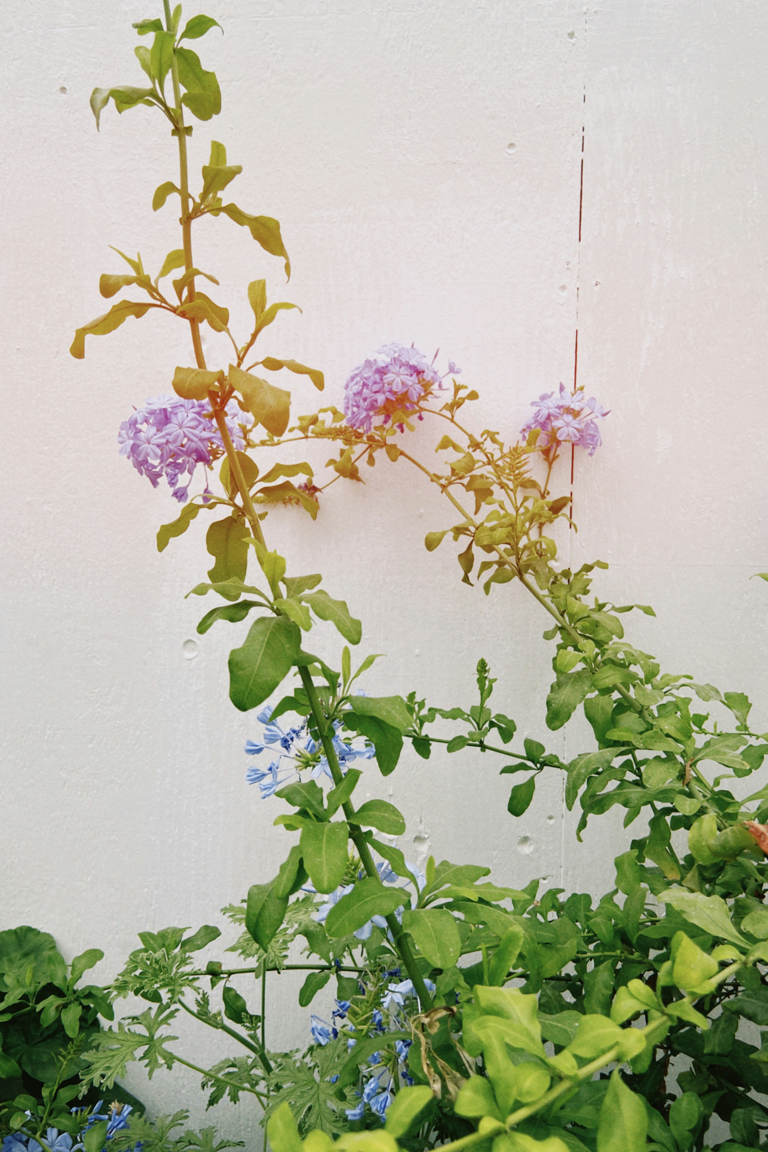 Whispers of Spring: A Floral Embrace