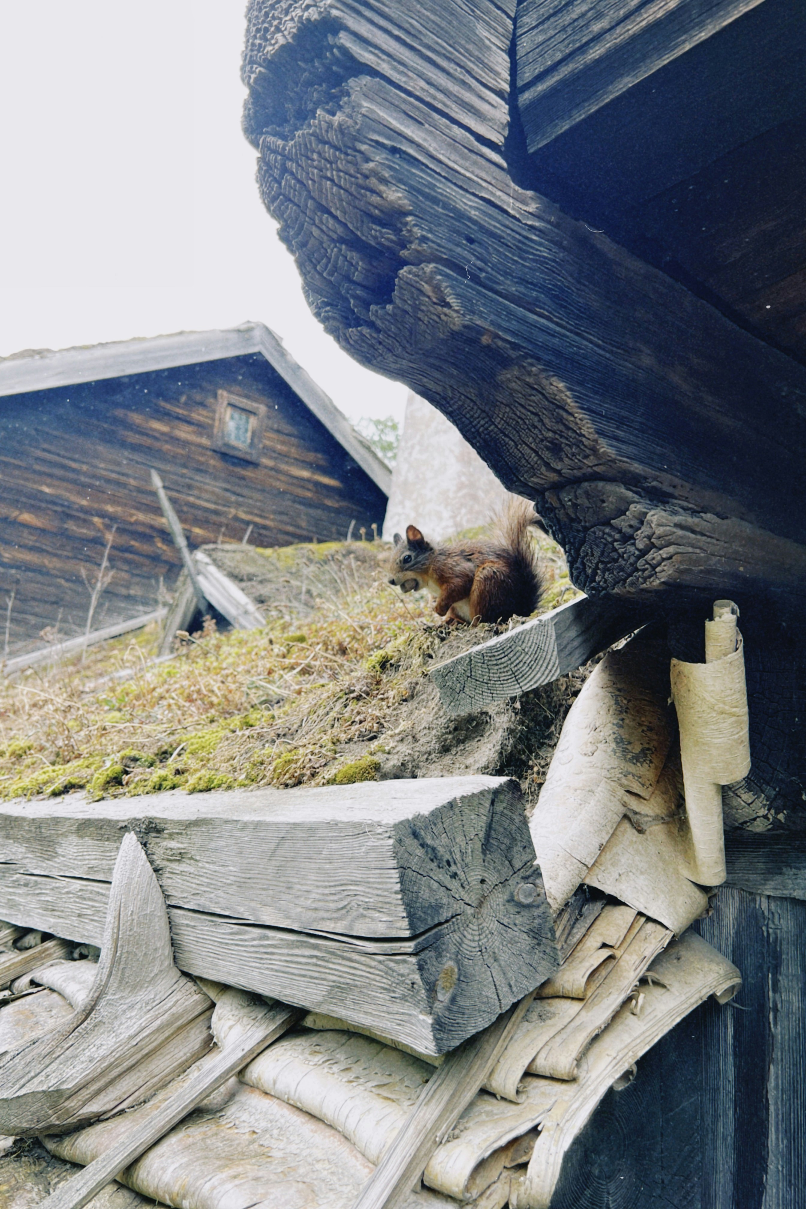 Whiskers Amidst Weathered Wood
