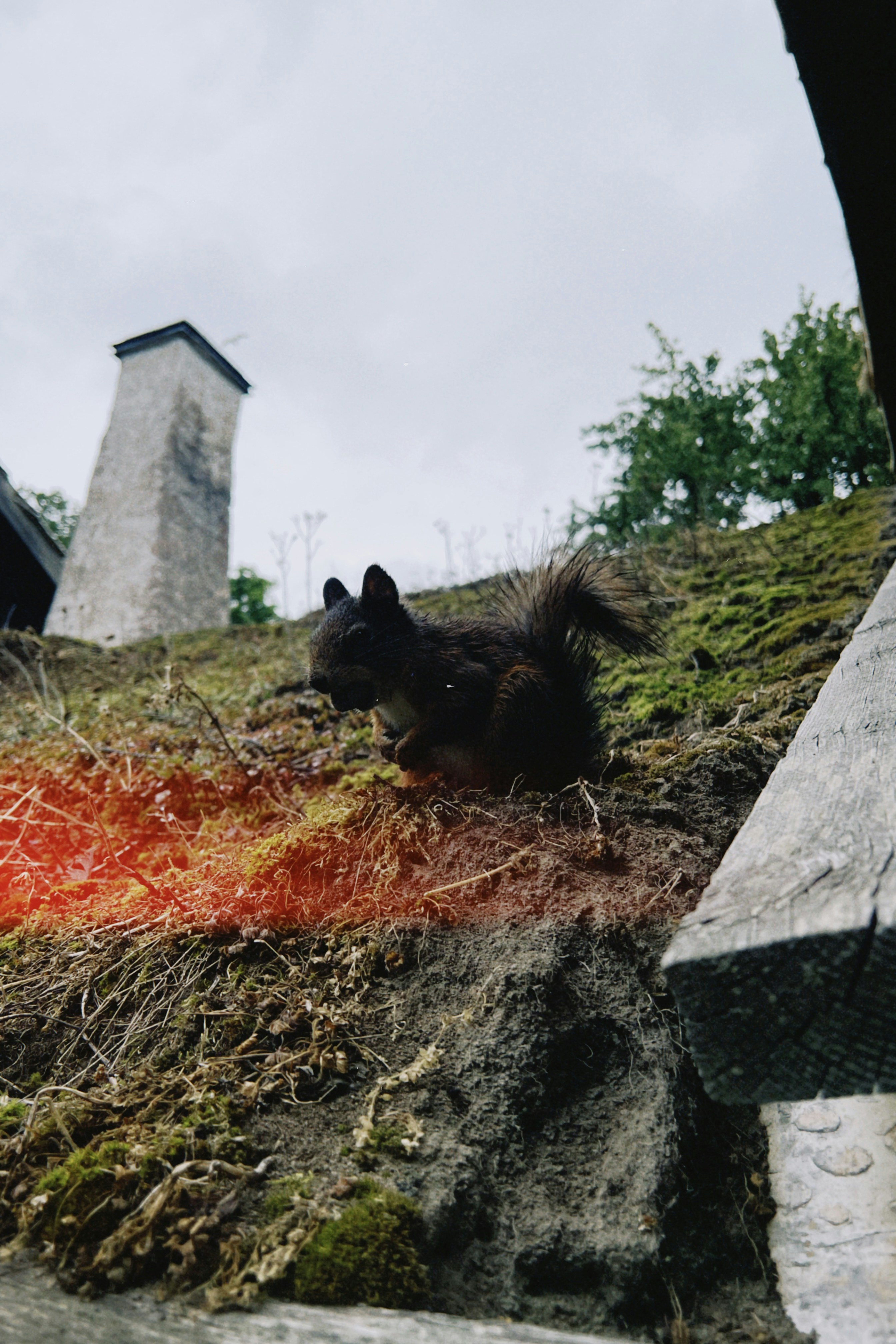 Squirrel on a mossy slope under a quiet hillside sky