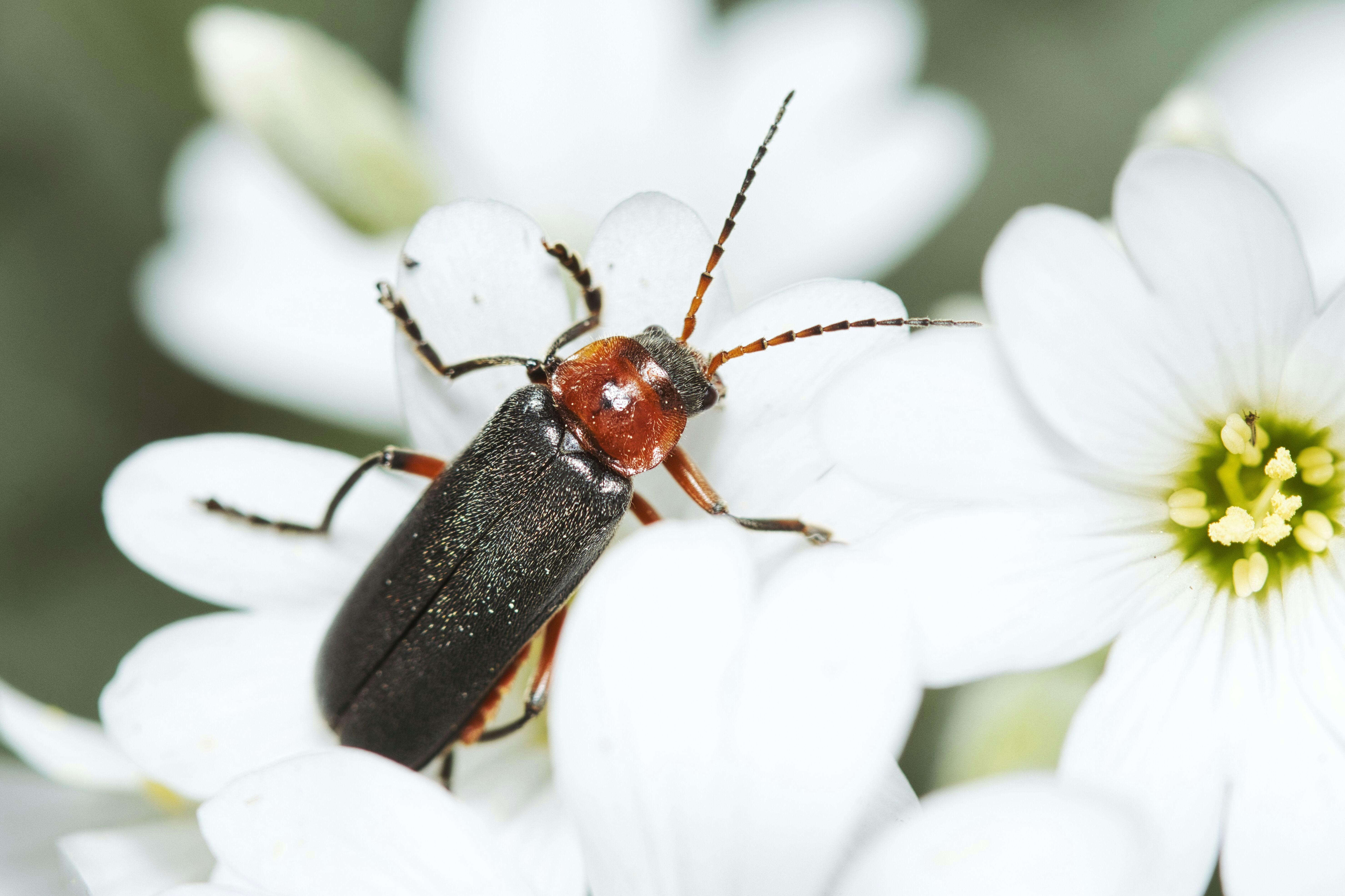 Nature's Intricate Dancer: A Close-Up Encounter