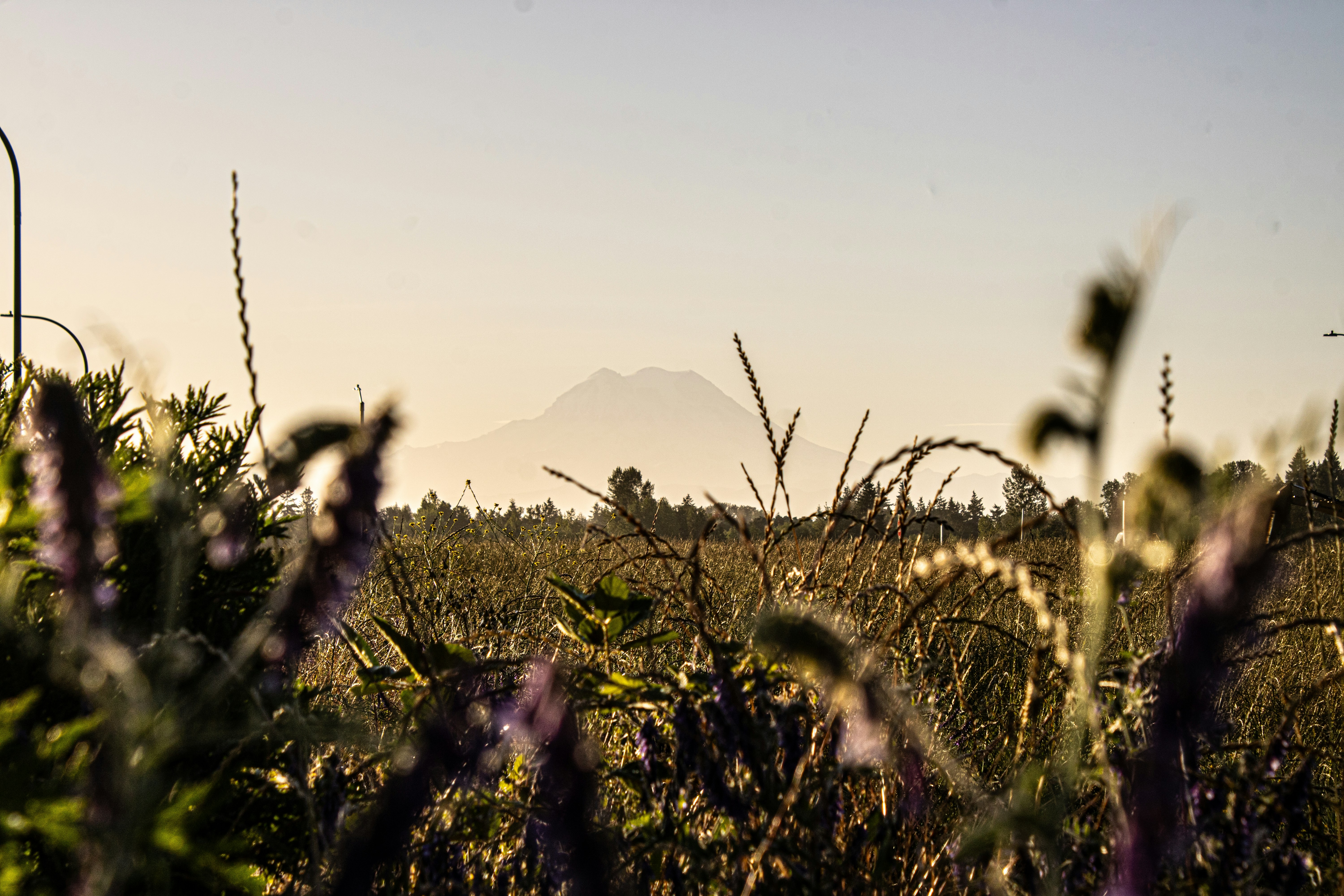 Distant mountain shrouded in soft haze, framed by vibrant wildflowers in the foreground. The scene captures a serene moment in nature.