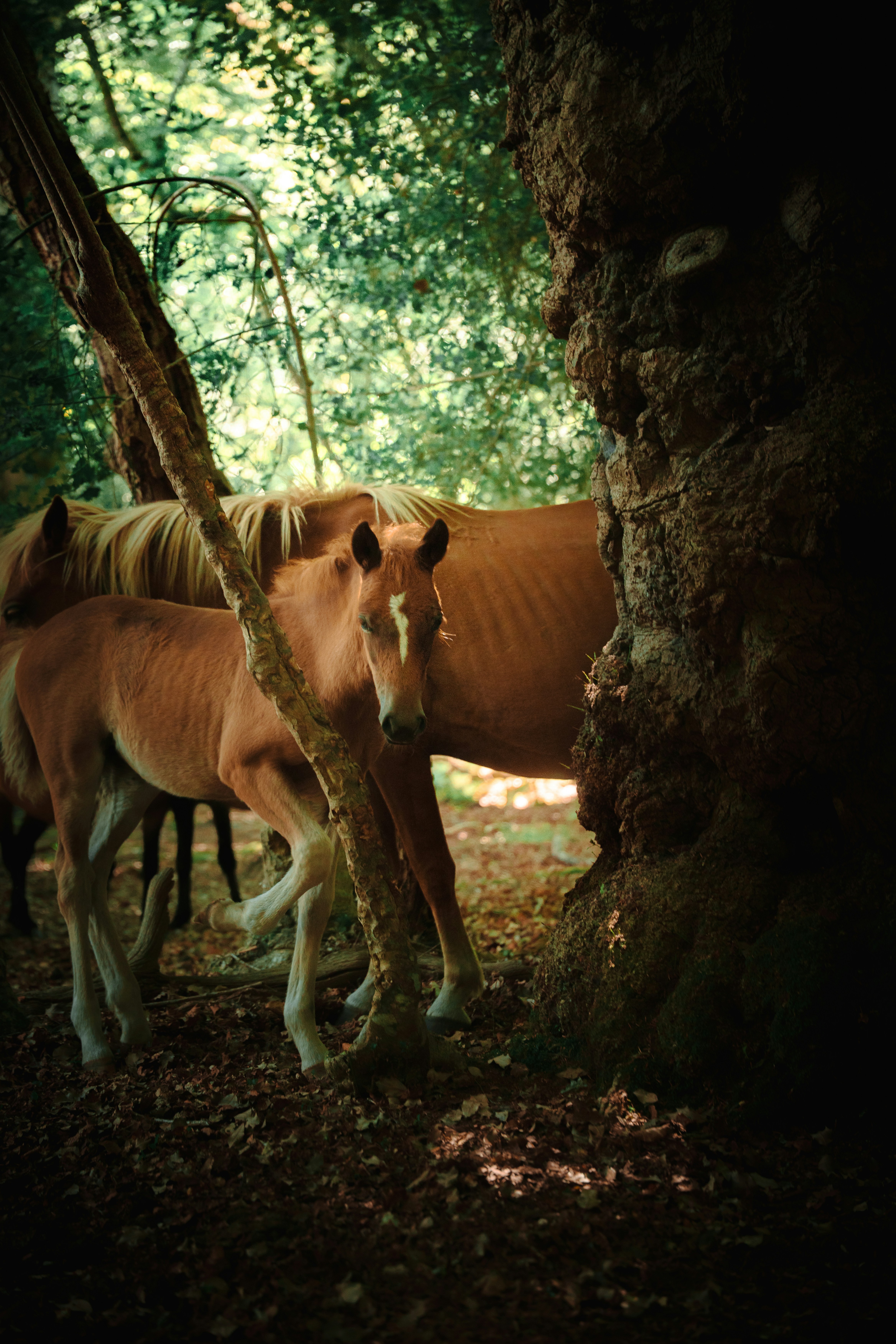 A young horse stands amidst a group of horses, partially obscured by trees, in a sun-dappled forest. The scene captures the essence of tranquility and connection with nature.