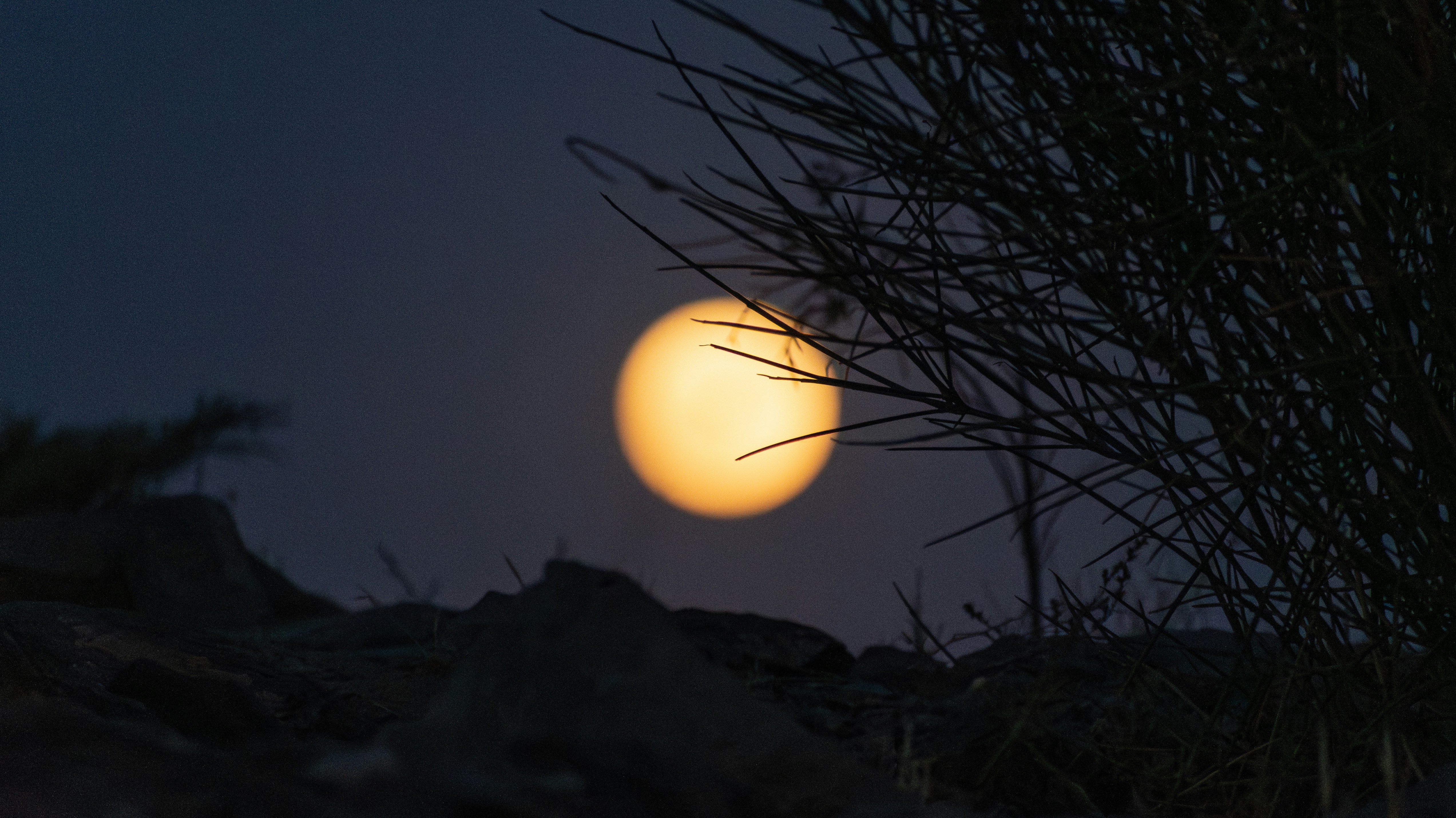 Moonlit Silhouette Over Rugged Ground and Tangled Branches