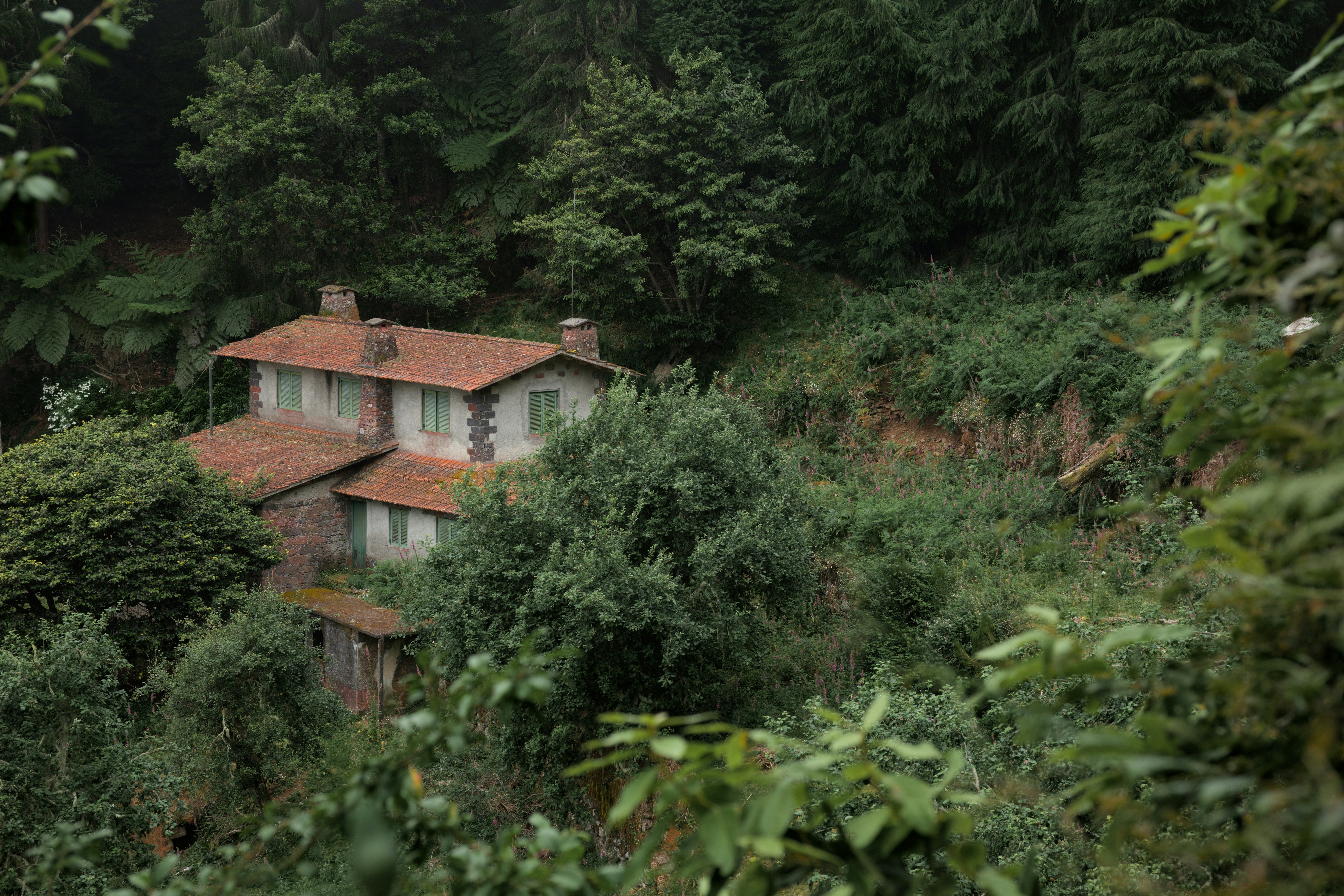 A house is hidden in the greenery of the forest.