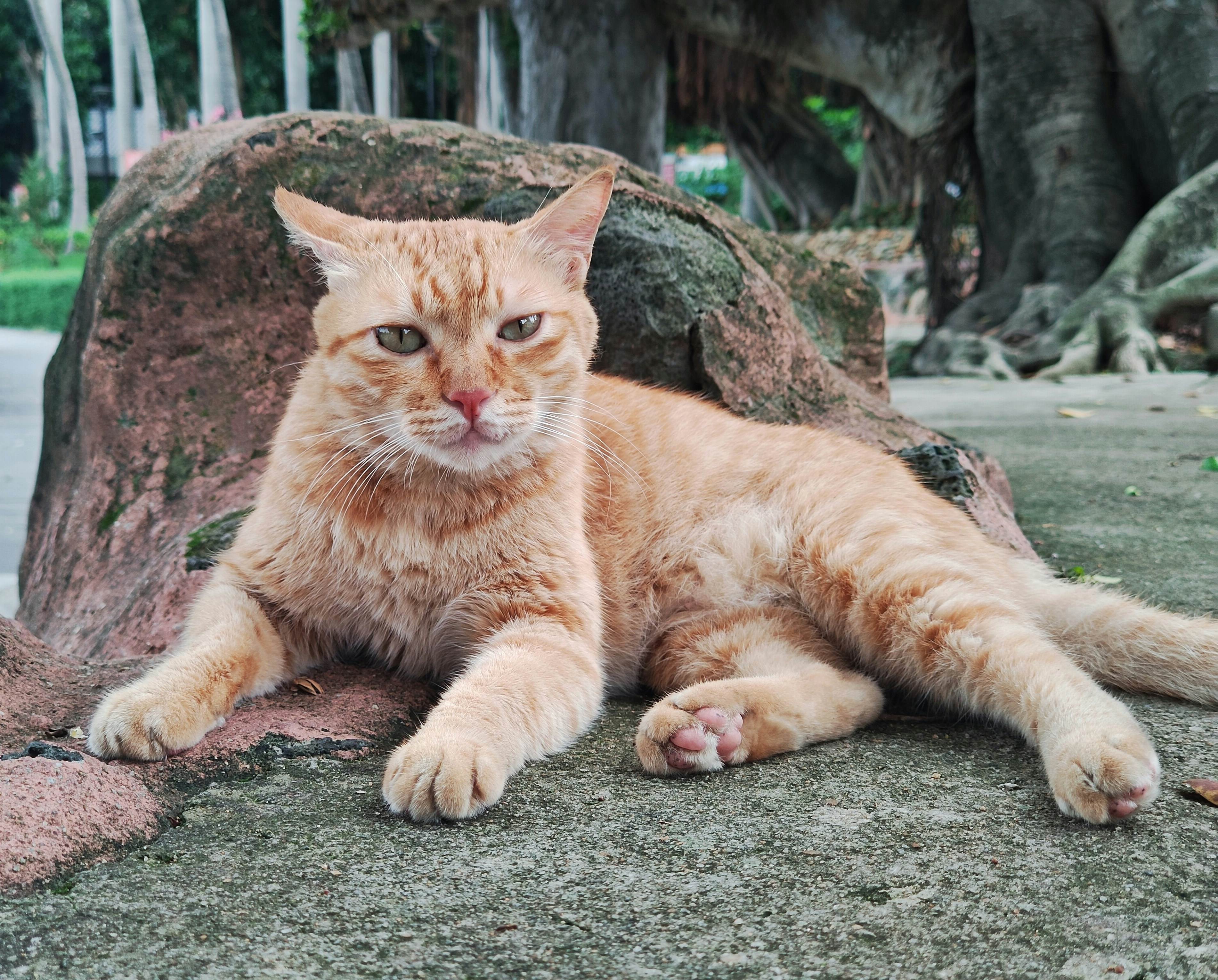 Amber Velvet: Ginger Cat Reposes on Weathered Park Stone