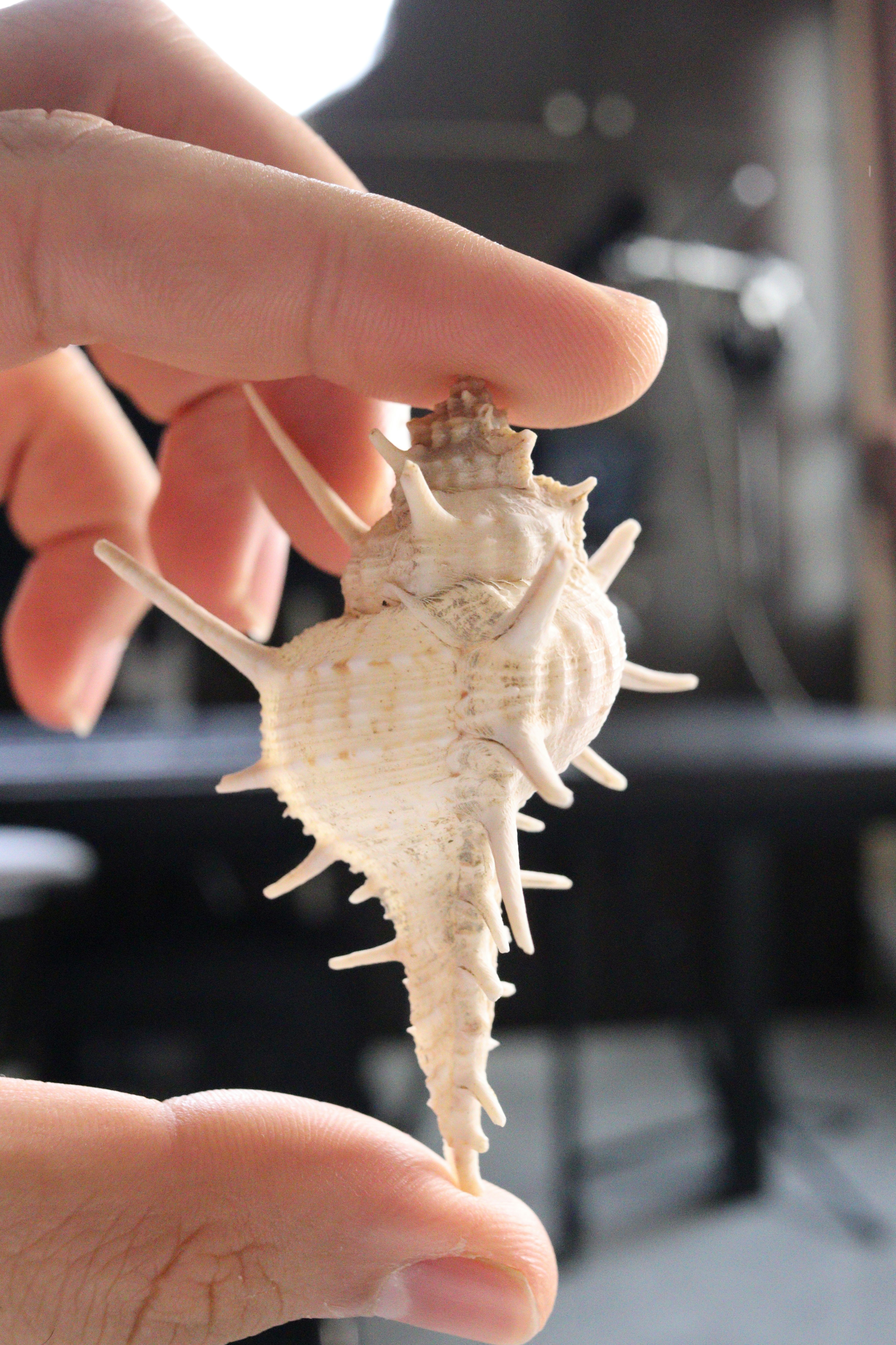 A hand delicately holds a beautifully detailed conch shell, showcasing its unique spines and textures against a blurred background.