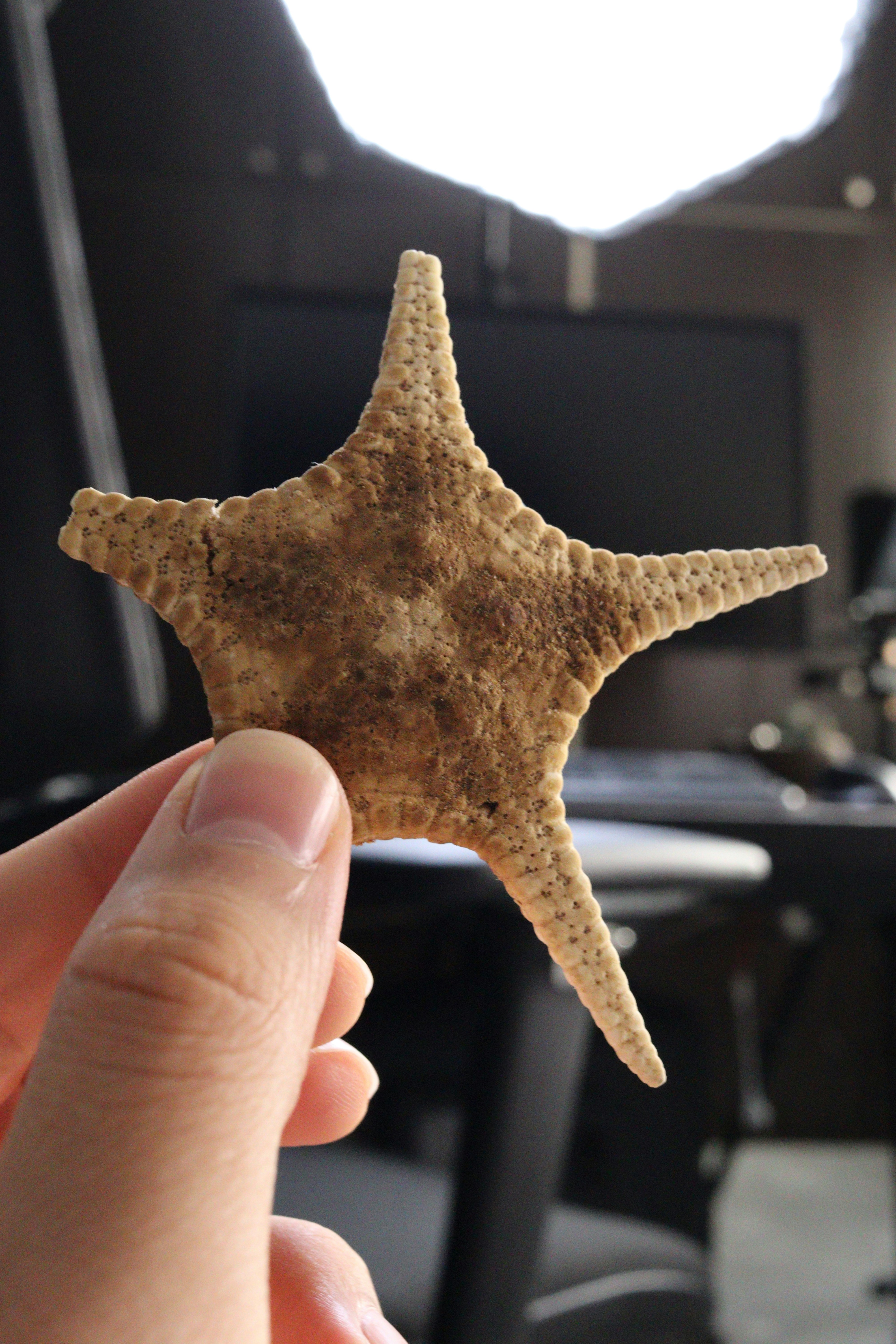 Nature's Intricate Star: A Close Encounter