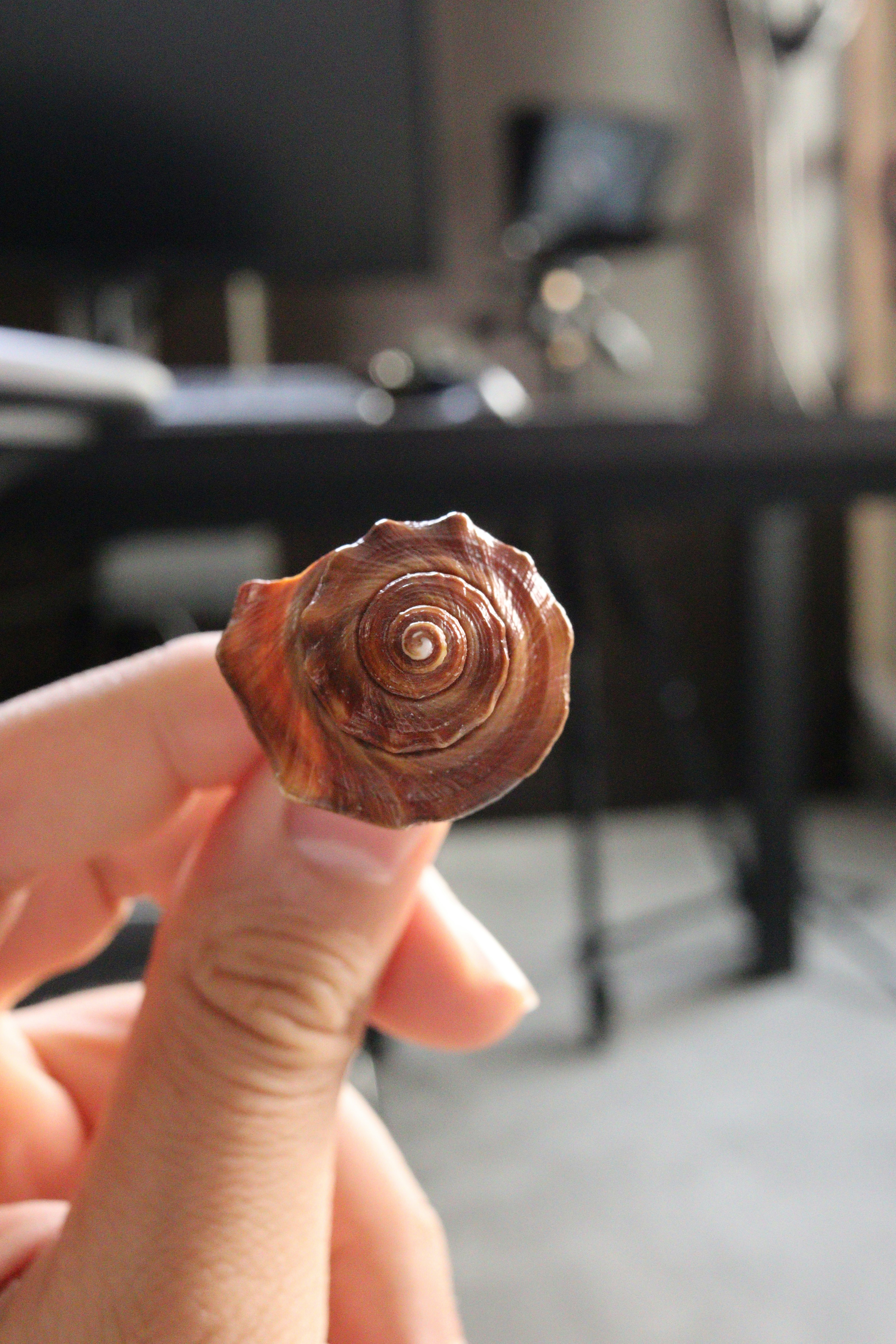 Nature's Spiral: The Artistry of a Shell