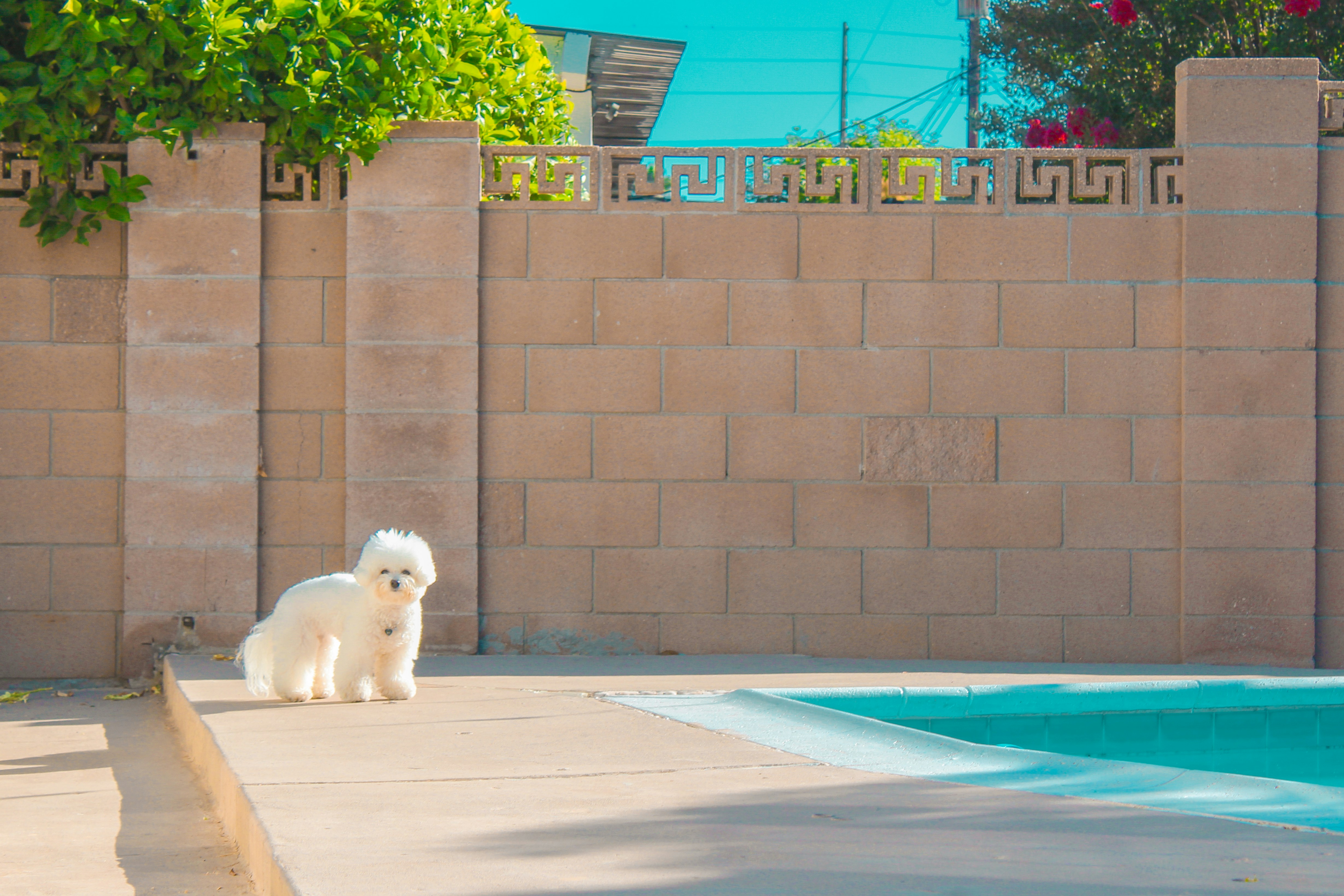 A fluffy white dog stands on a concrete patio near a turquoise pool, with a beige brick wall topped with decorative patterns and green foliage in the background. The scene is bright under a clear blue sky. | A white dog poses beside a pool.