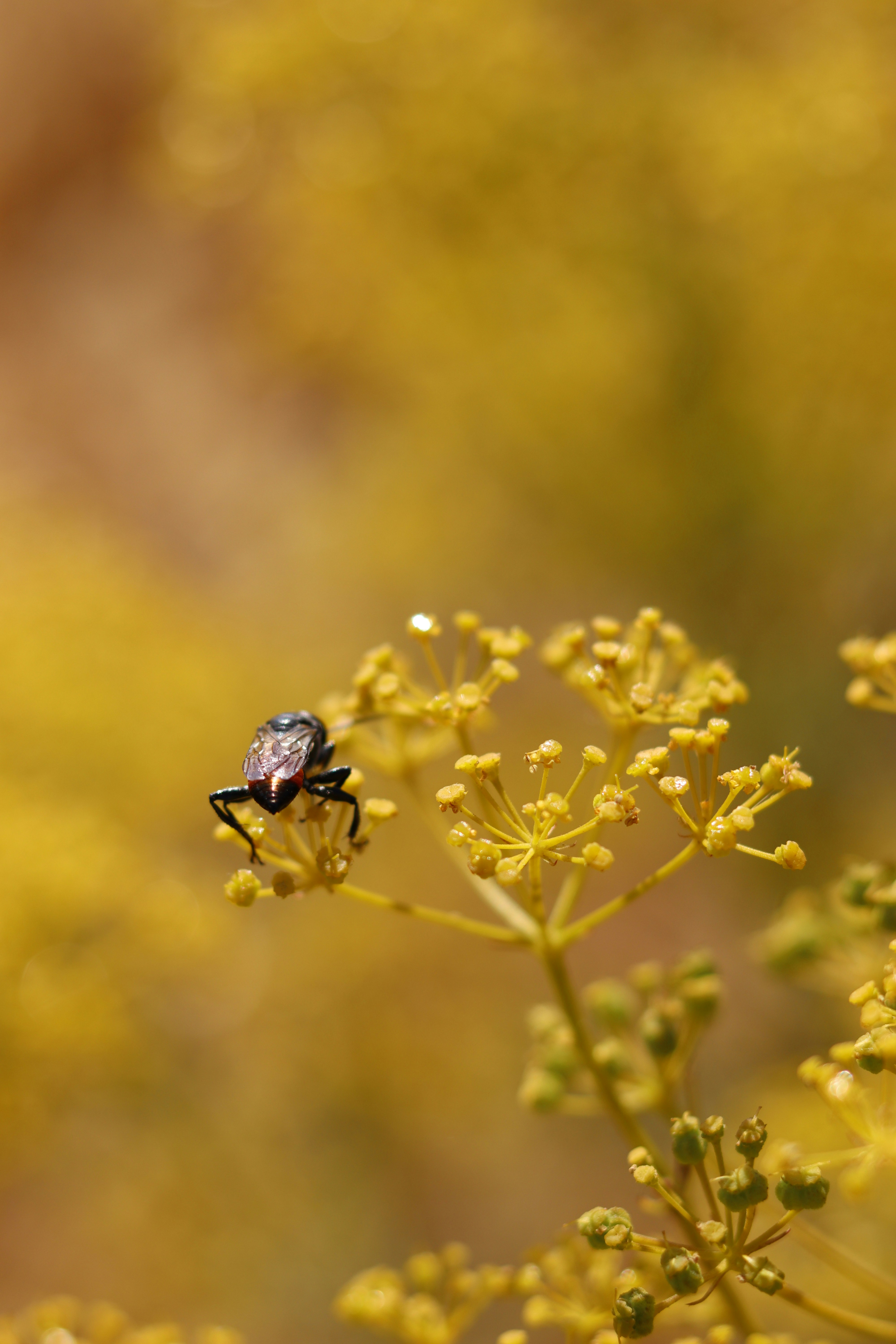 A beetle perches on a yellow wildflower.