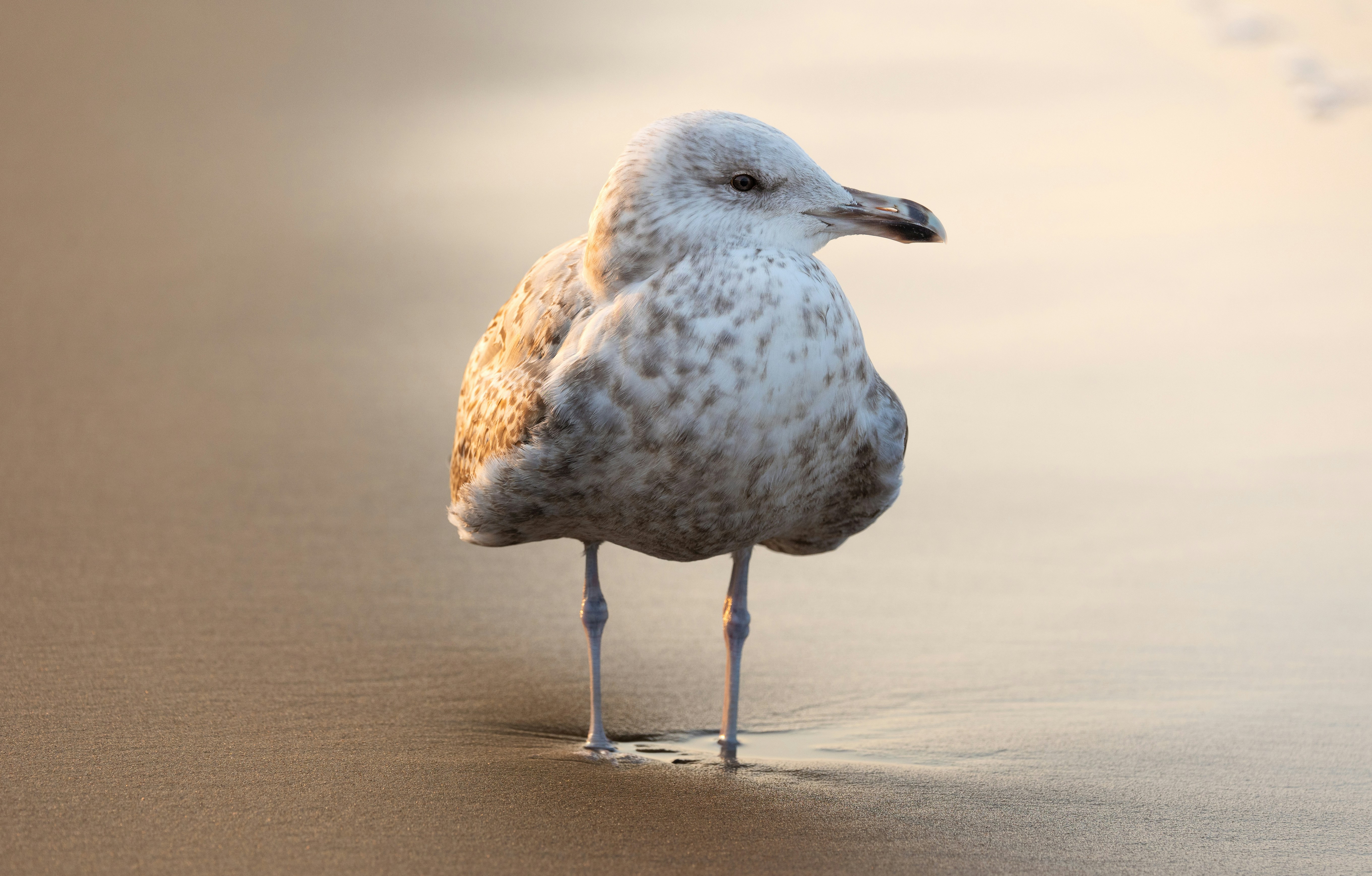 A gull stands peacefully on the sand. photo – Free Animal Image on Unsplash