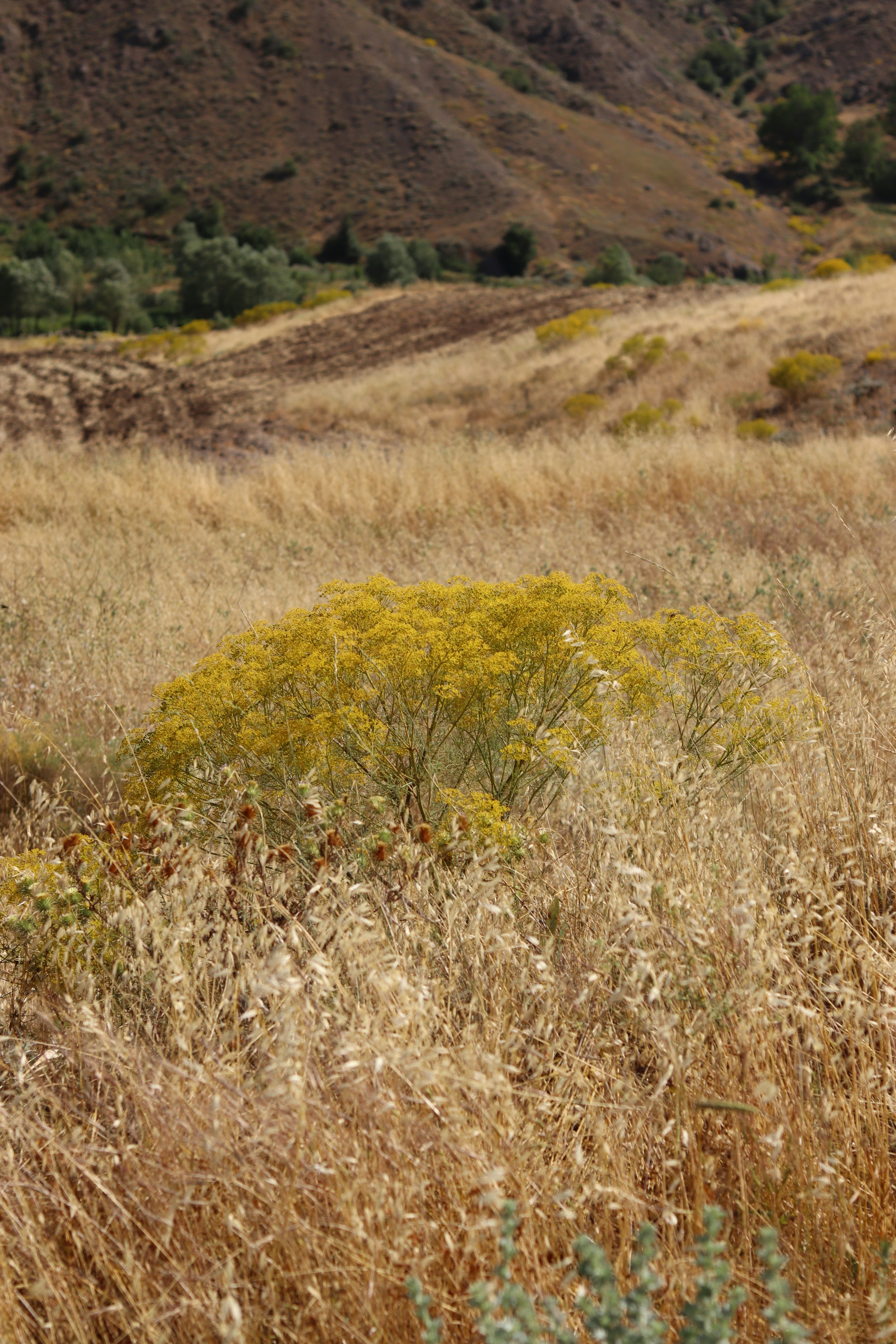 A vibrant yellow bush stands out in a field of golden grasses under the warm autumn sun. The landscape hints at a serene rural setting.
