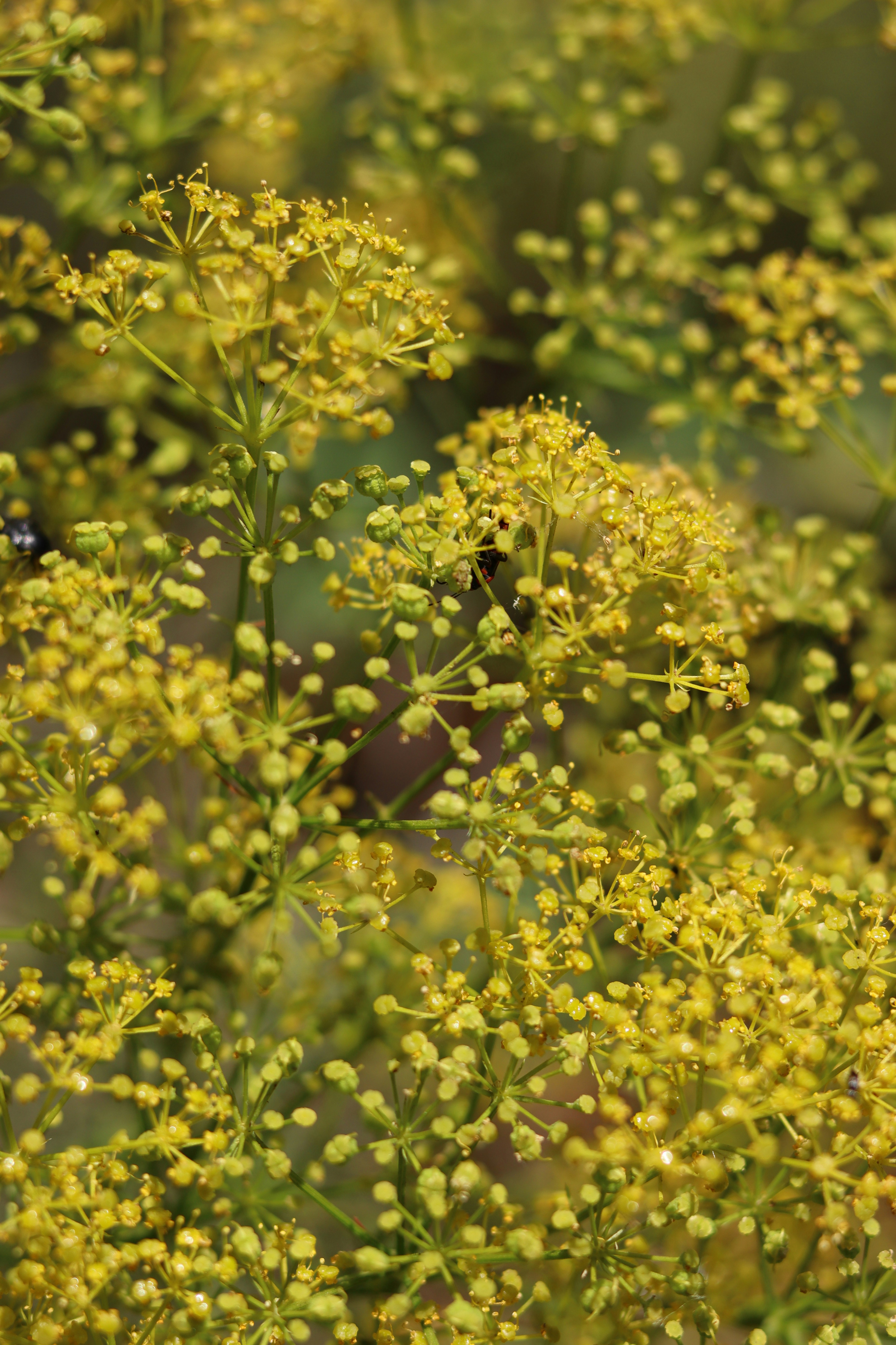 Yellow dill flowers bloom in the sun.