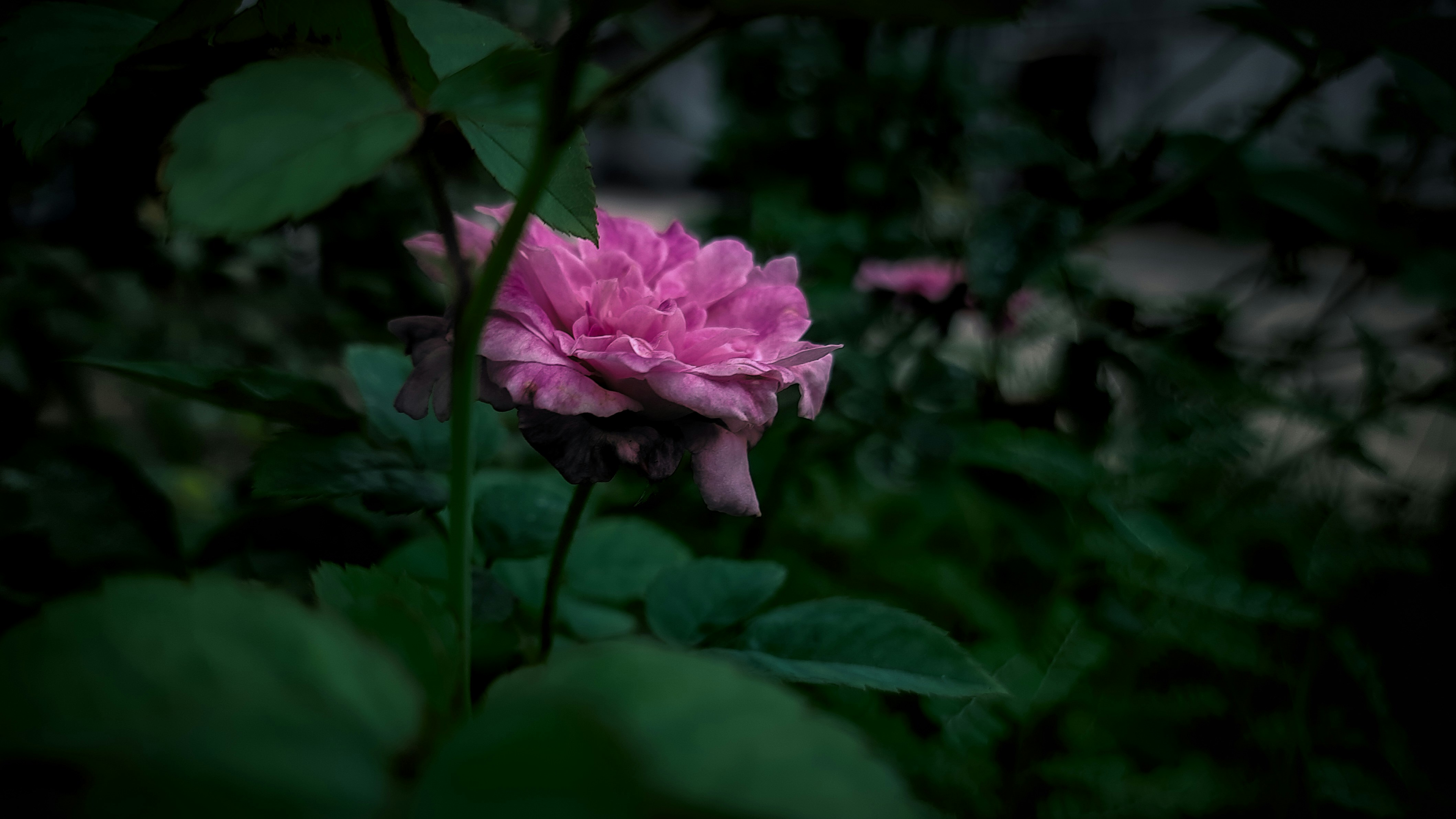 Pink Rose in the Monsoon Season | A pink rose blooms among green leaves.