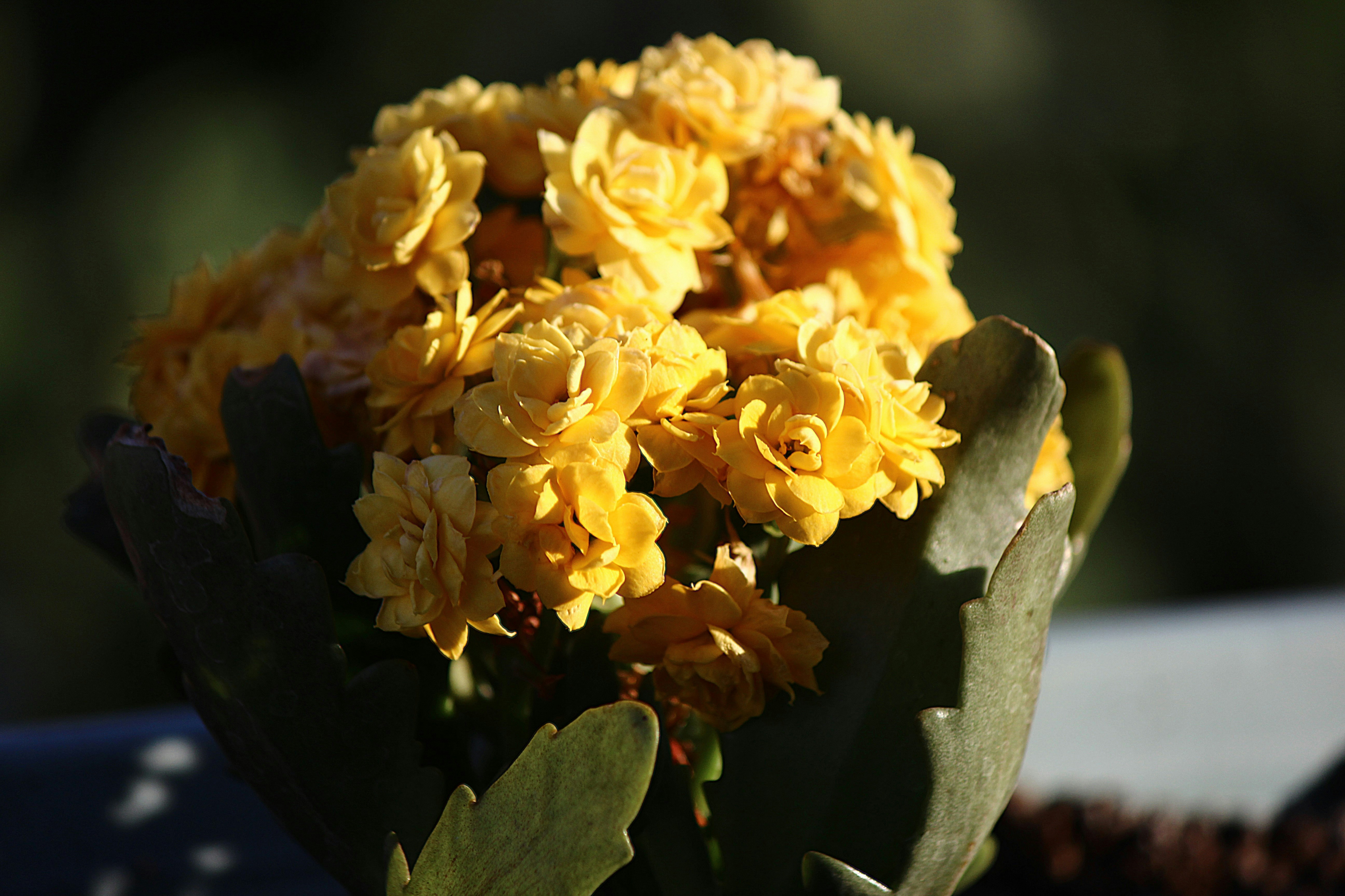 Yellow flowers bloom brightly in the sunlight. photo – Free Flower ...