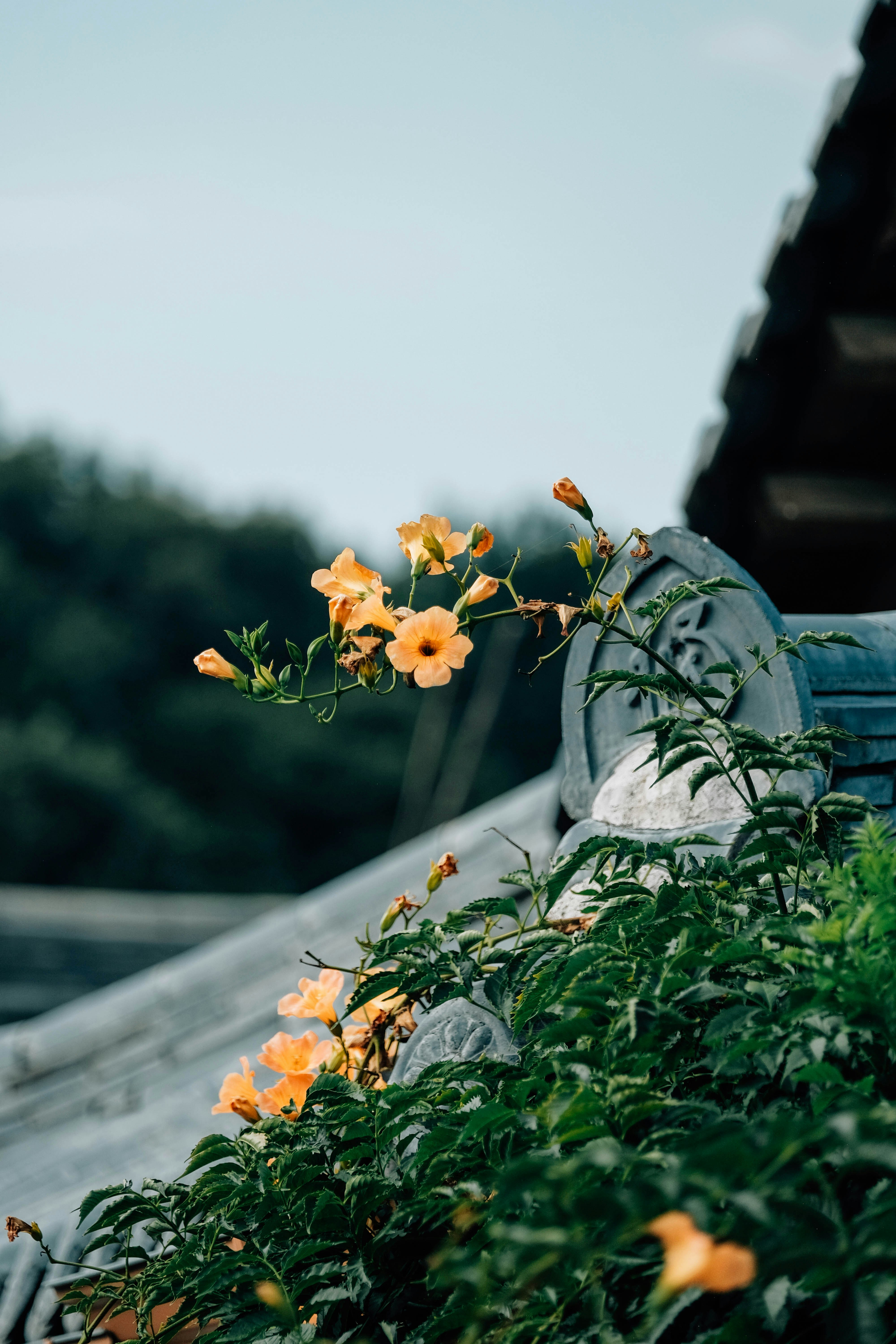 Rooftop Bloom: Orange Vines Cling to Weathered Tile