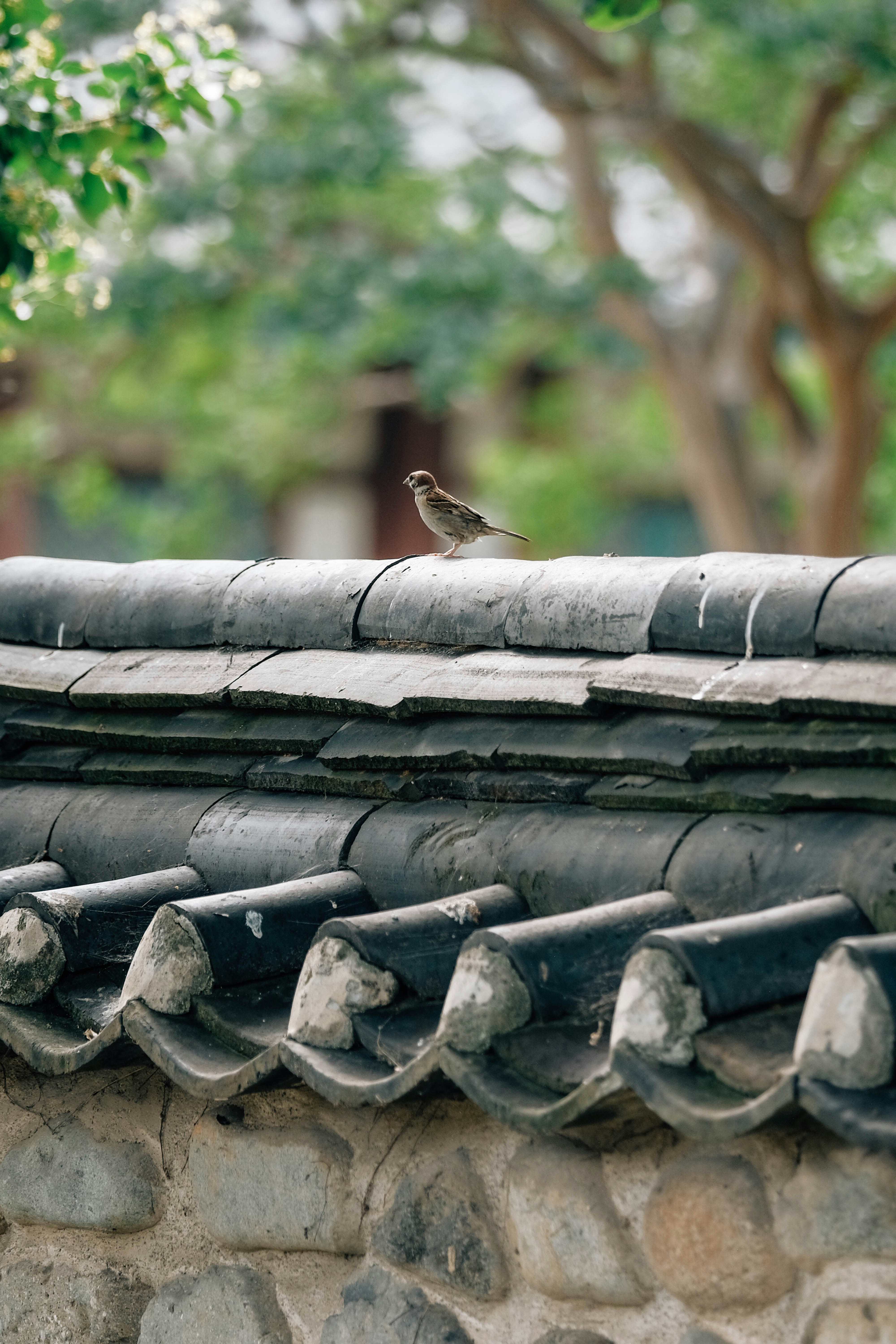 Sparrow on a Weathered Tile Ridge in a Quiet Courtyard