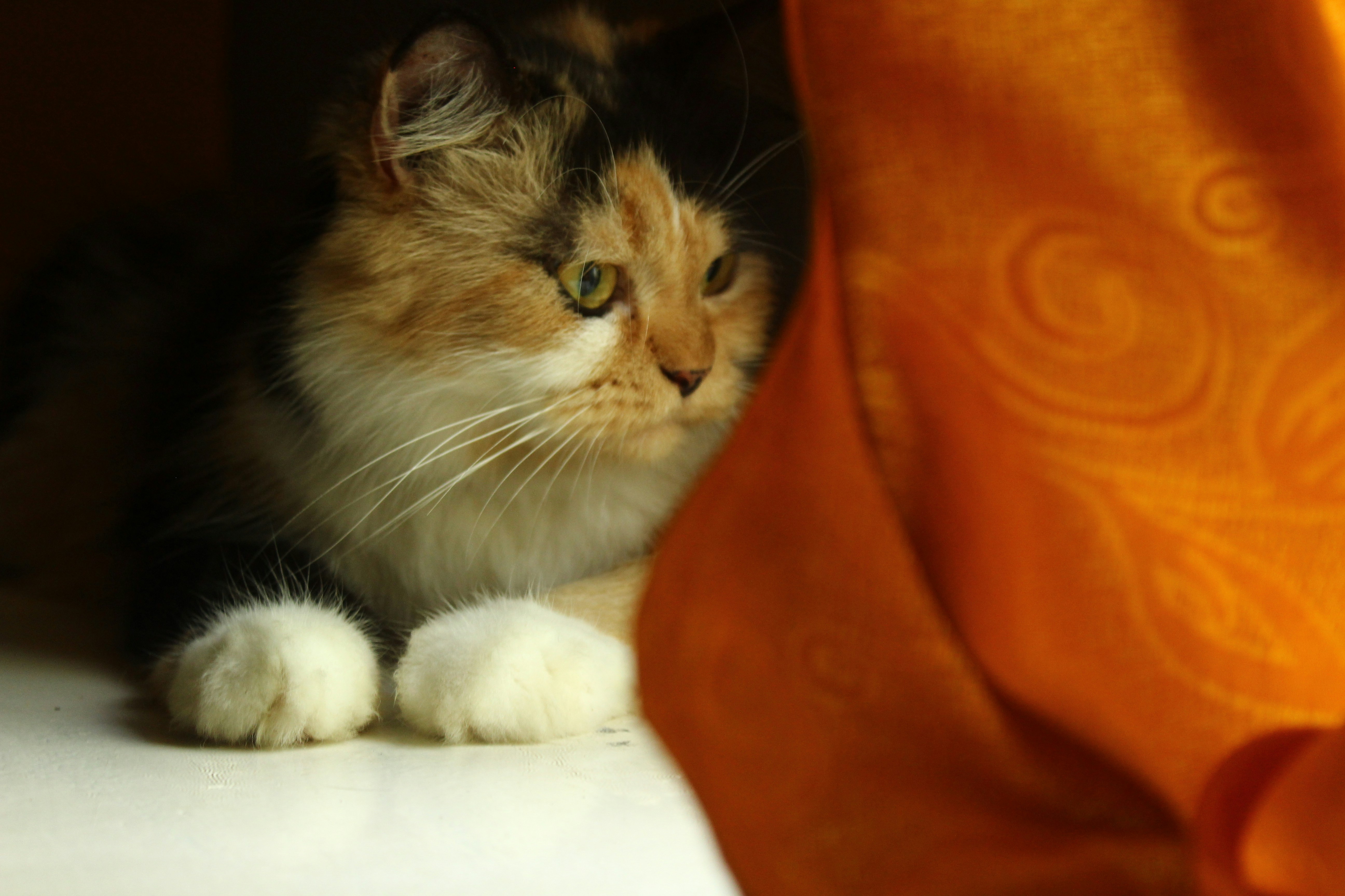 Whiskered Watcher Behind the Veil