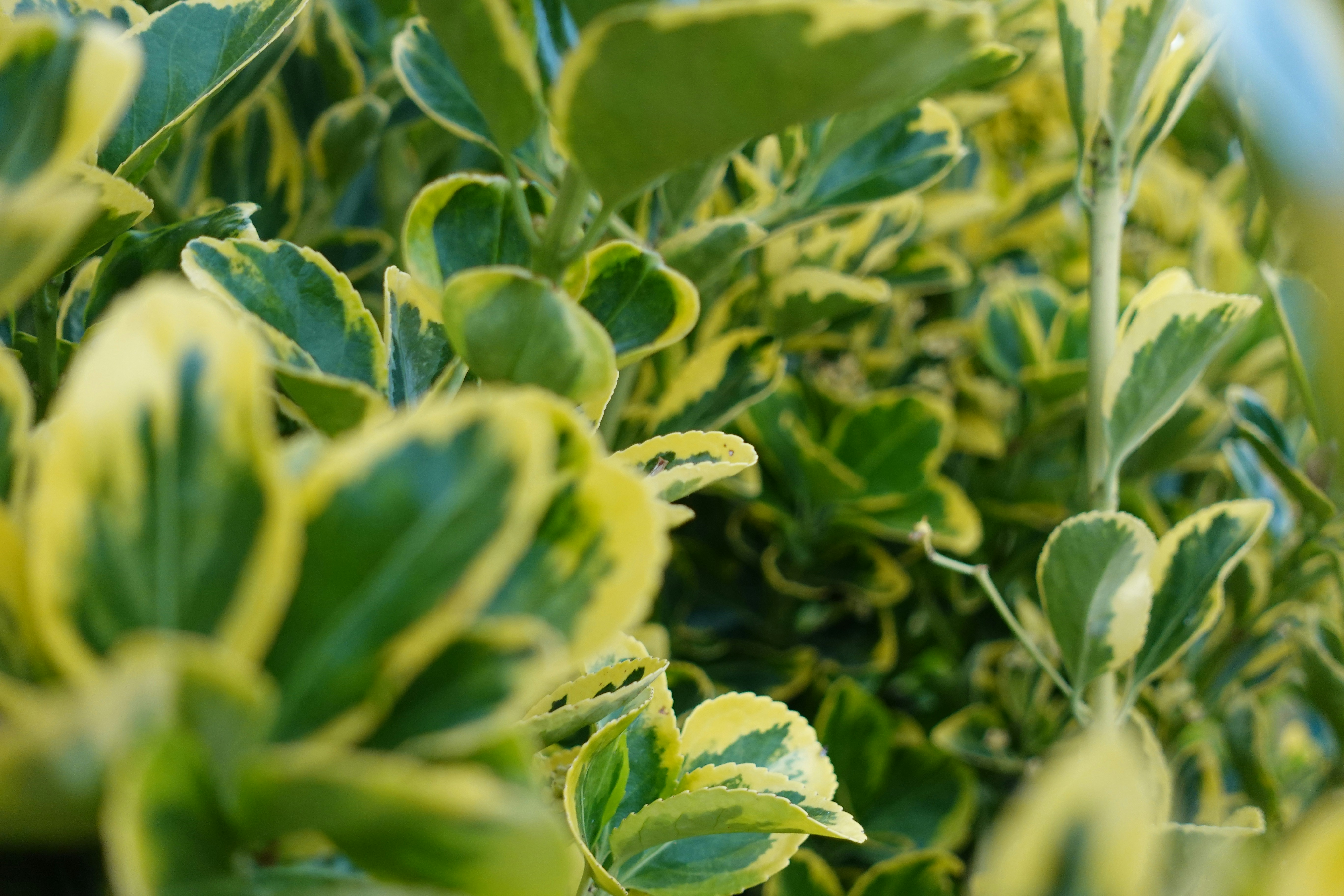 Verdant Whisper: A Close-Up Encounter with Nature's Palette