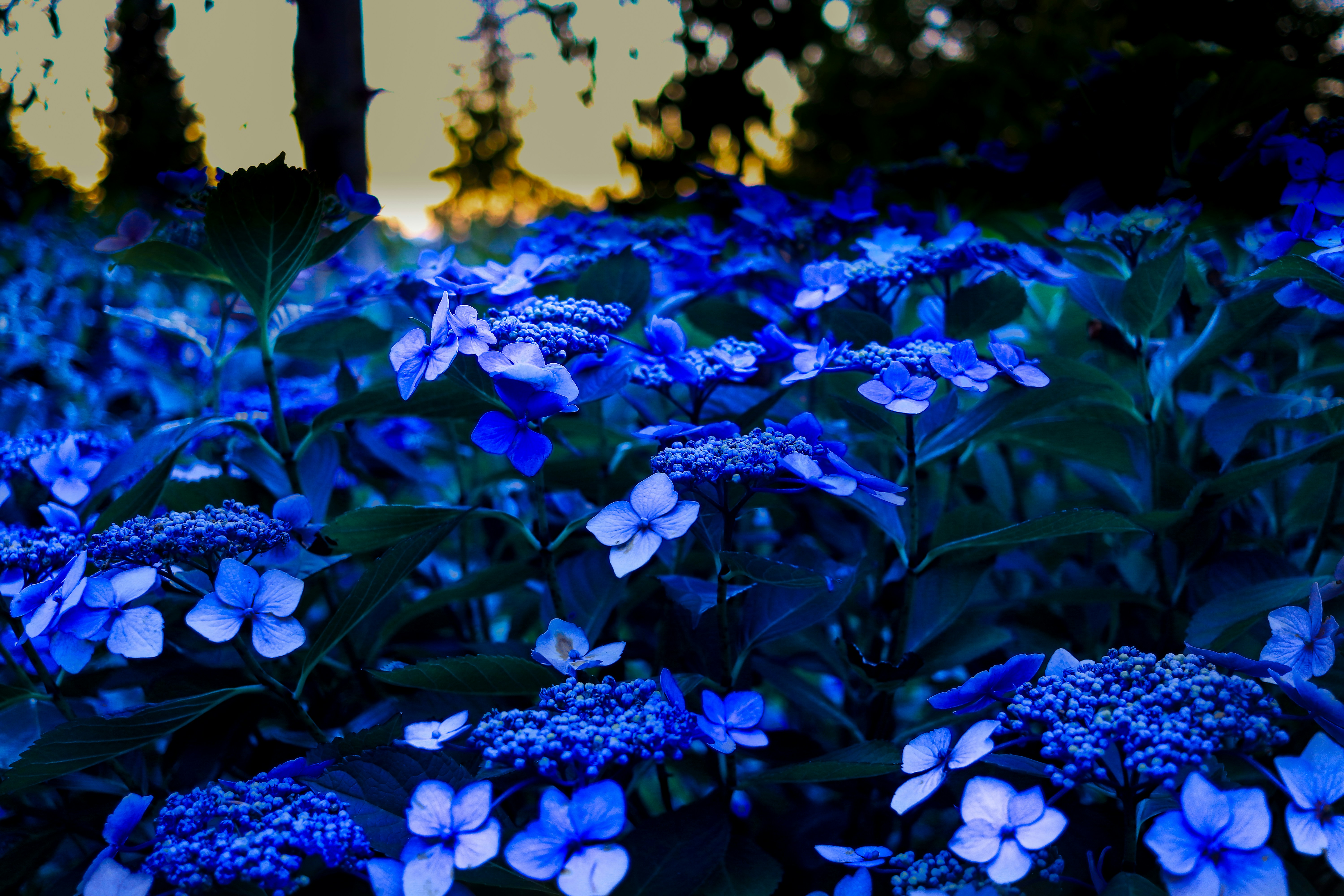The beautiful blue of the evening. | Blue hydrangeas bloom in a shaded, dusky garden.
