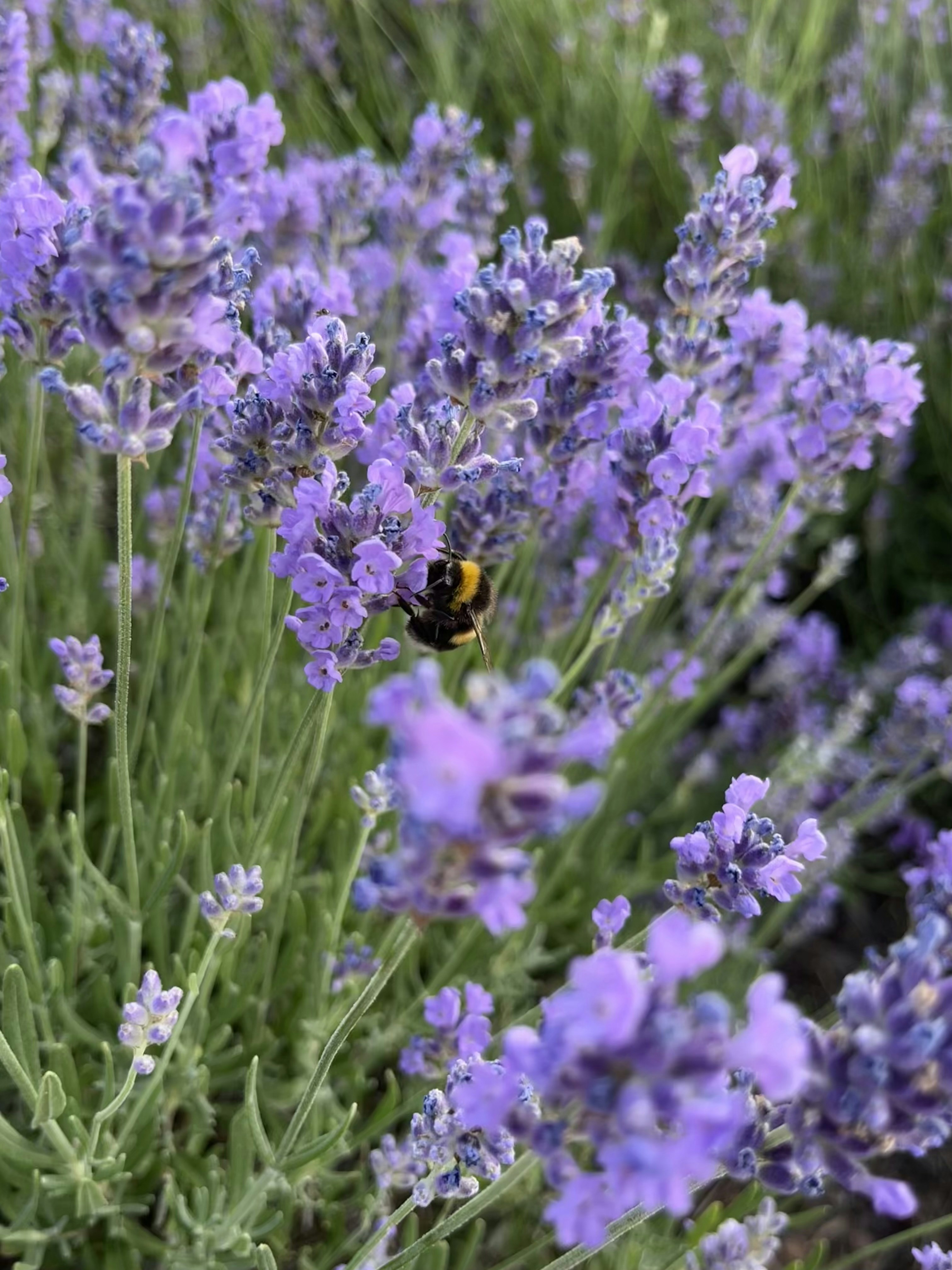 Buzzing Harmony in Lavender Fields
